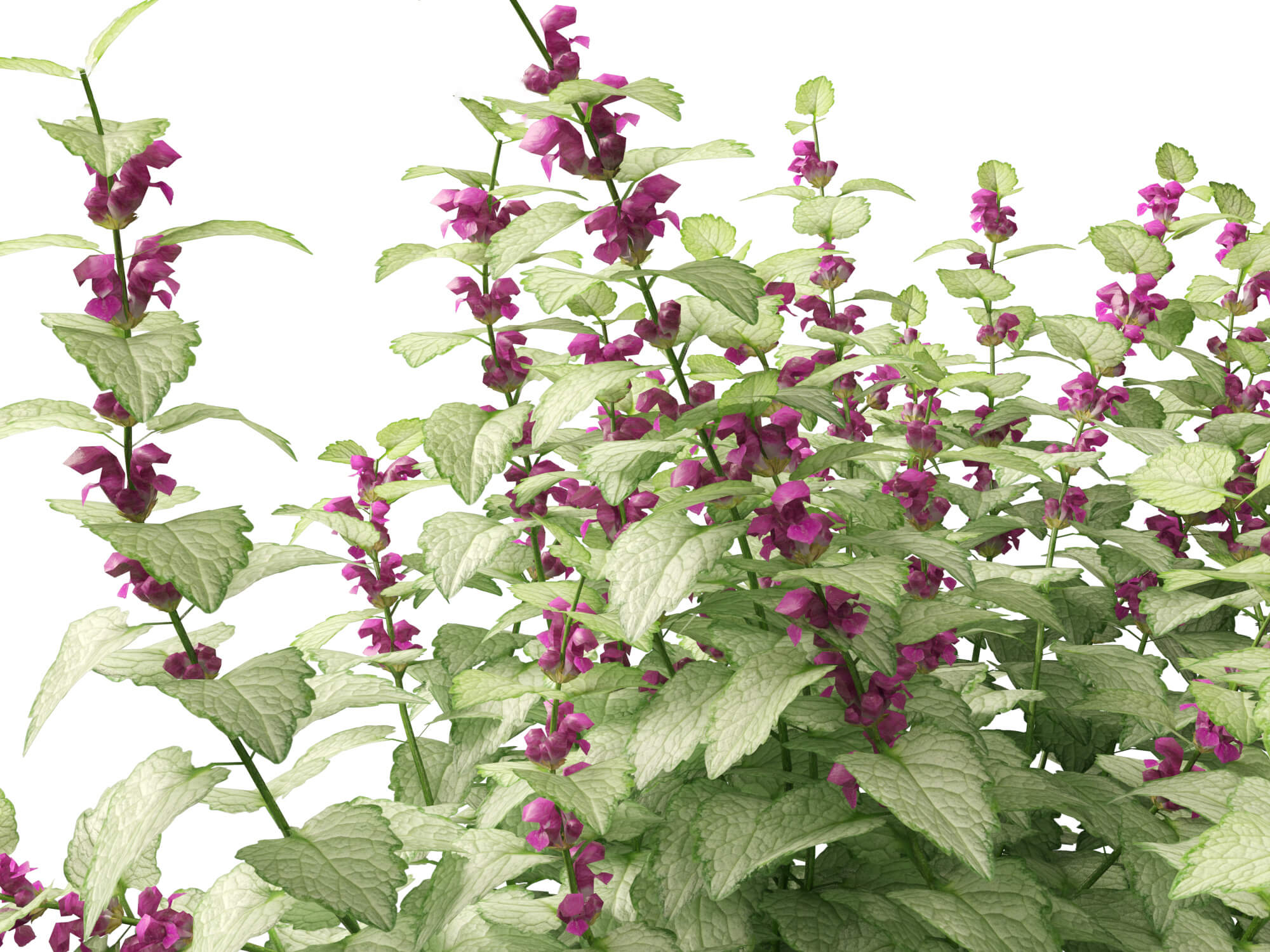 (Highpoly+Low Poly) Lamium Maculatum - Spotted Deadnettle 3D Model by ...