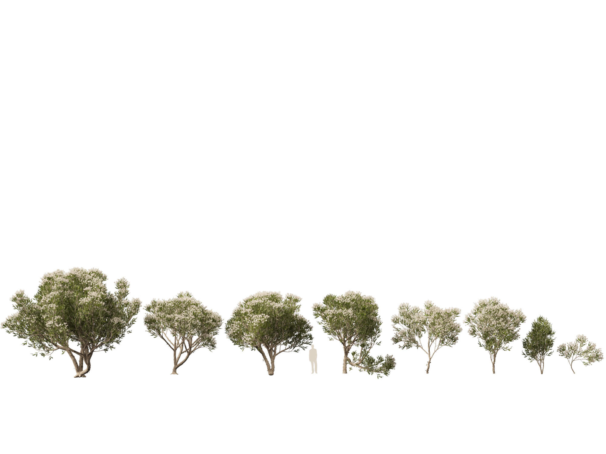 (Highpoly+Lowpoly) Melaleuca Ericifolia - Swamp Paperbark 3D Model by ...