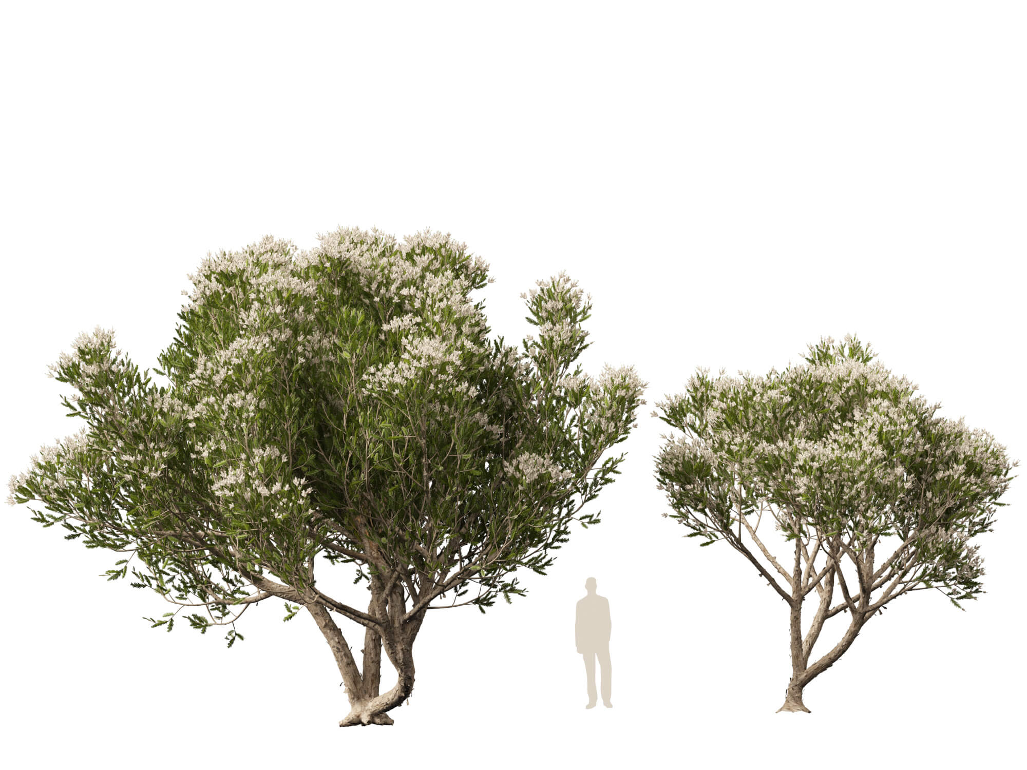 (Highpoly+Lowpoly) Melaleuca Ericifolia - Swamp Paperbark 3D Model by ...