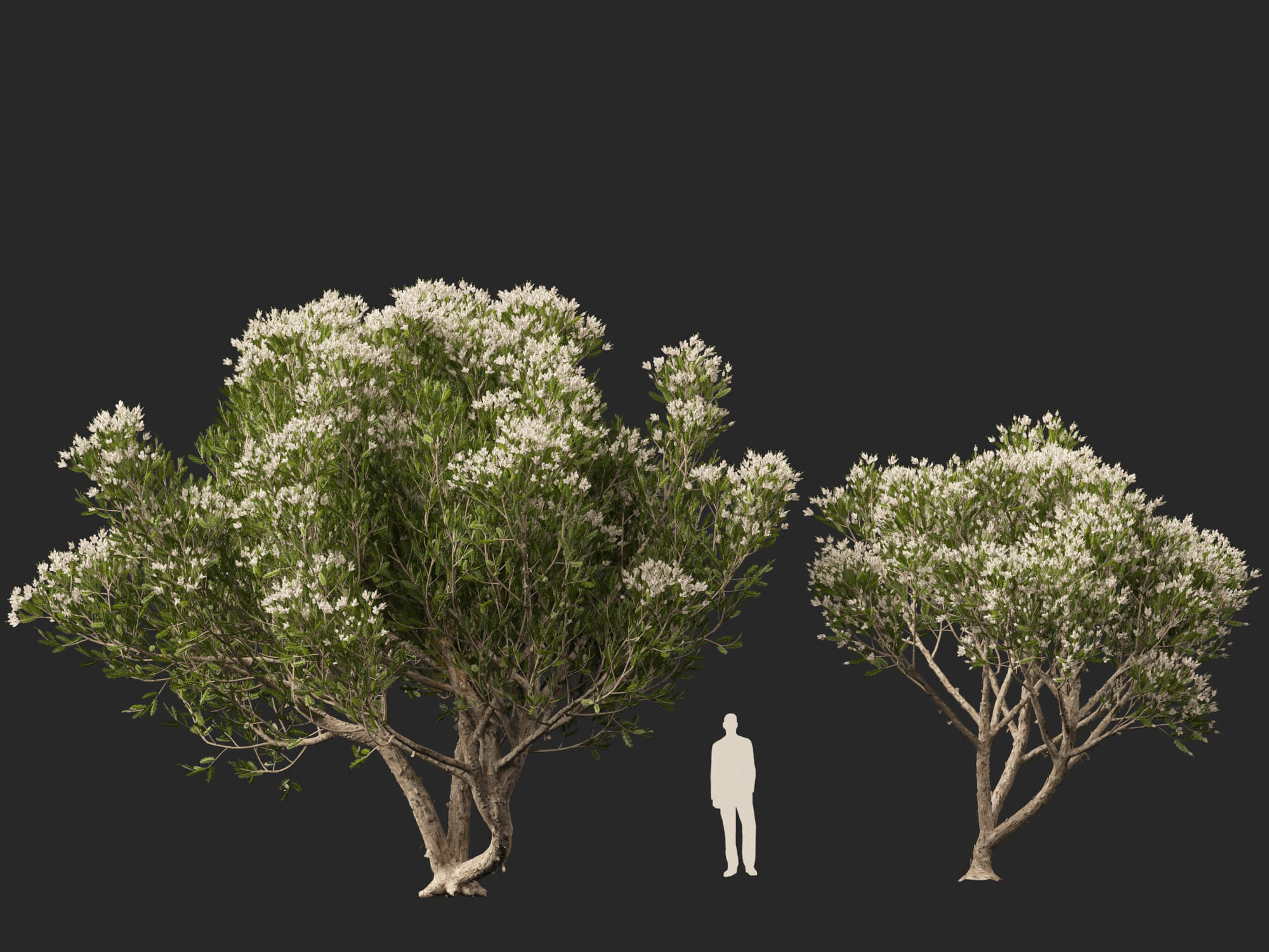 (Highpoly+Lowpoly) Melaleuca Ericifolia - Swamp Paperbark 3D Model by ...