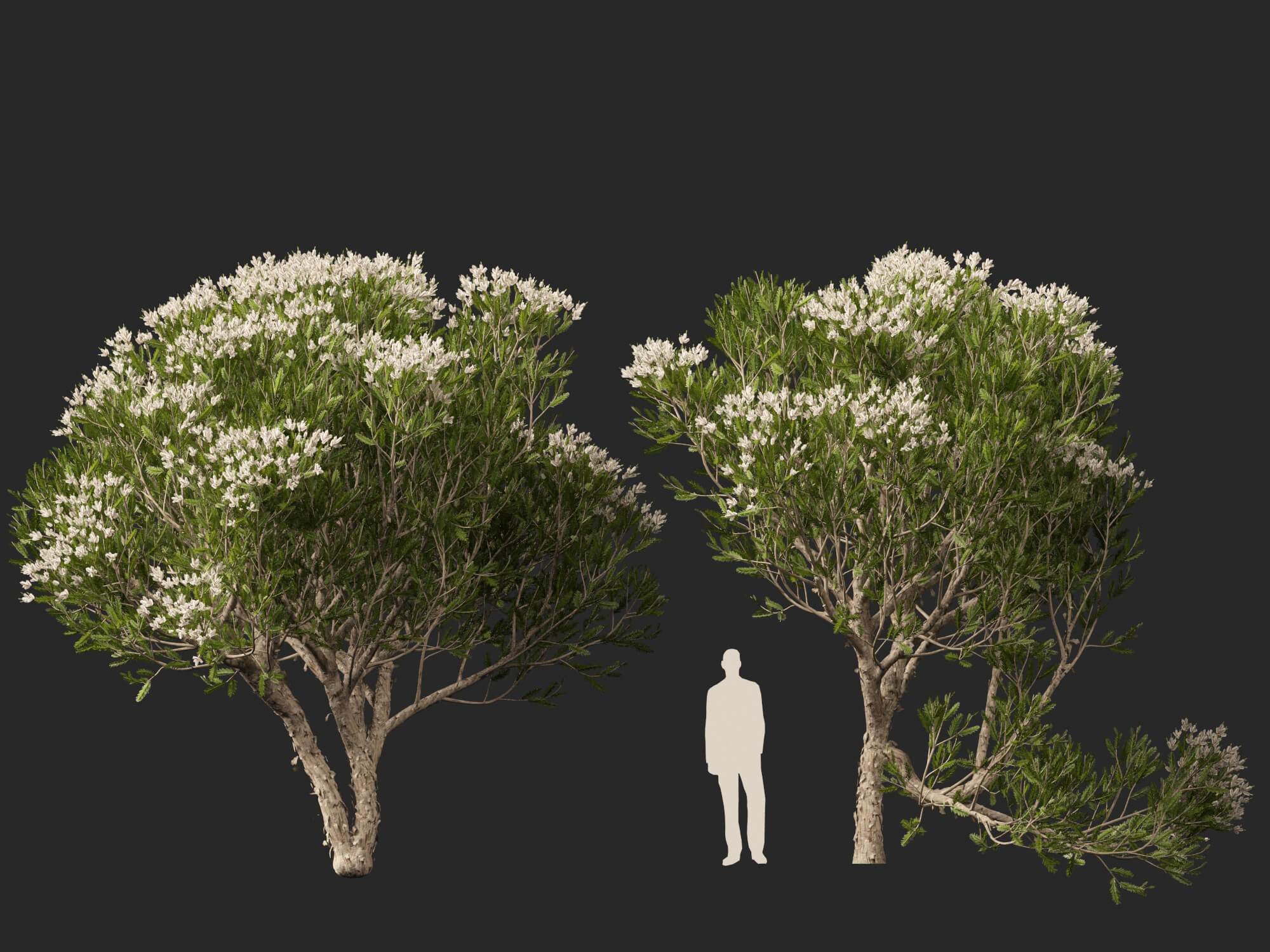 (Highpoly+Lowpoly) Melaleuca Ericifolia - Swamp Paperbark 3D Model by ...
