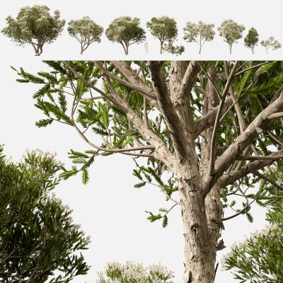 (Highpoly+Lowpoly) Melaleuca Ericifolia - Swamp Paperbark 3D Model by ...
