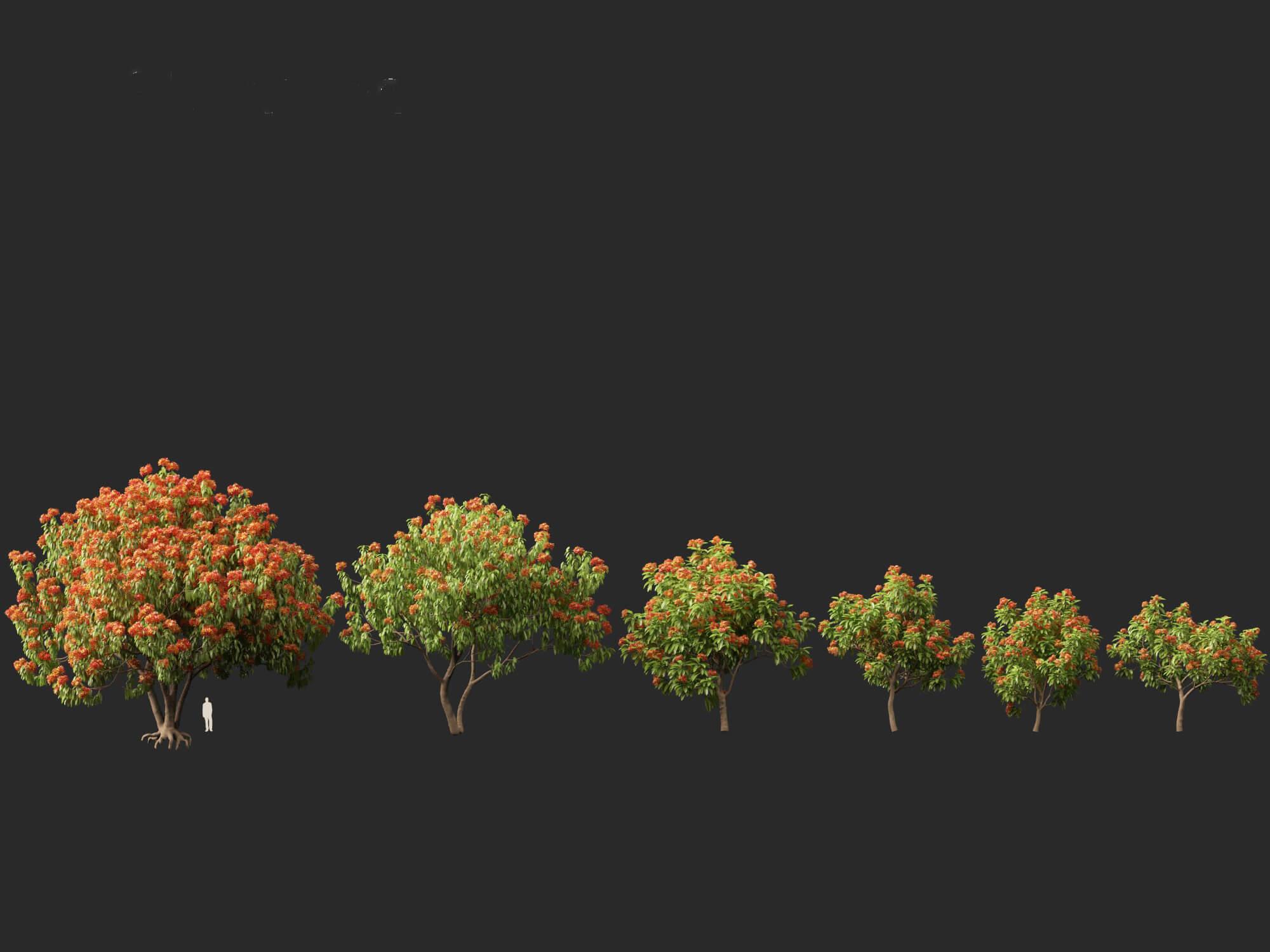 (Highpoly+Low Poly) Saraca Asoca - Ashoka Tree 3D Model by 3dgardenplants