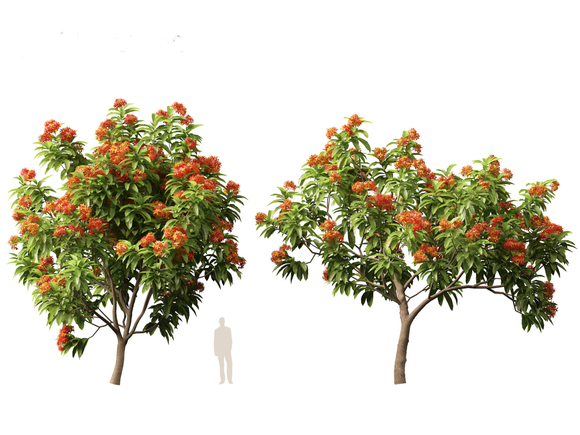 (Highpoly+Low Poly) Saraca Asoca - Ashoka Tree 3D Model by 3dgardenplants