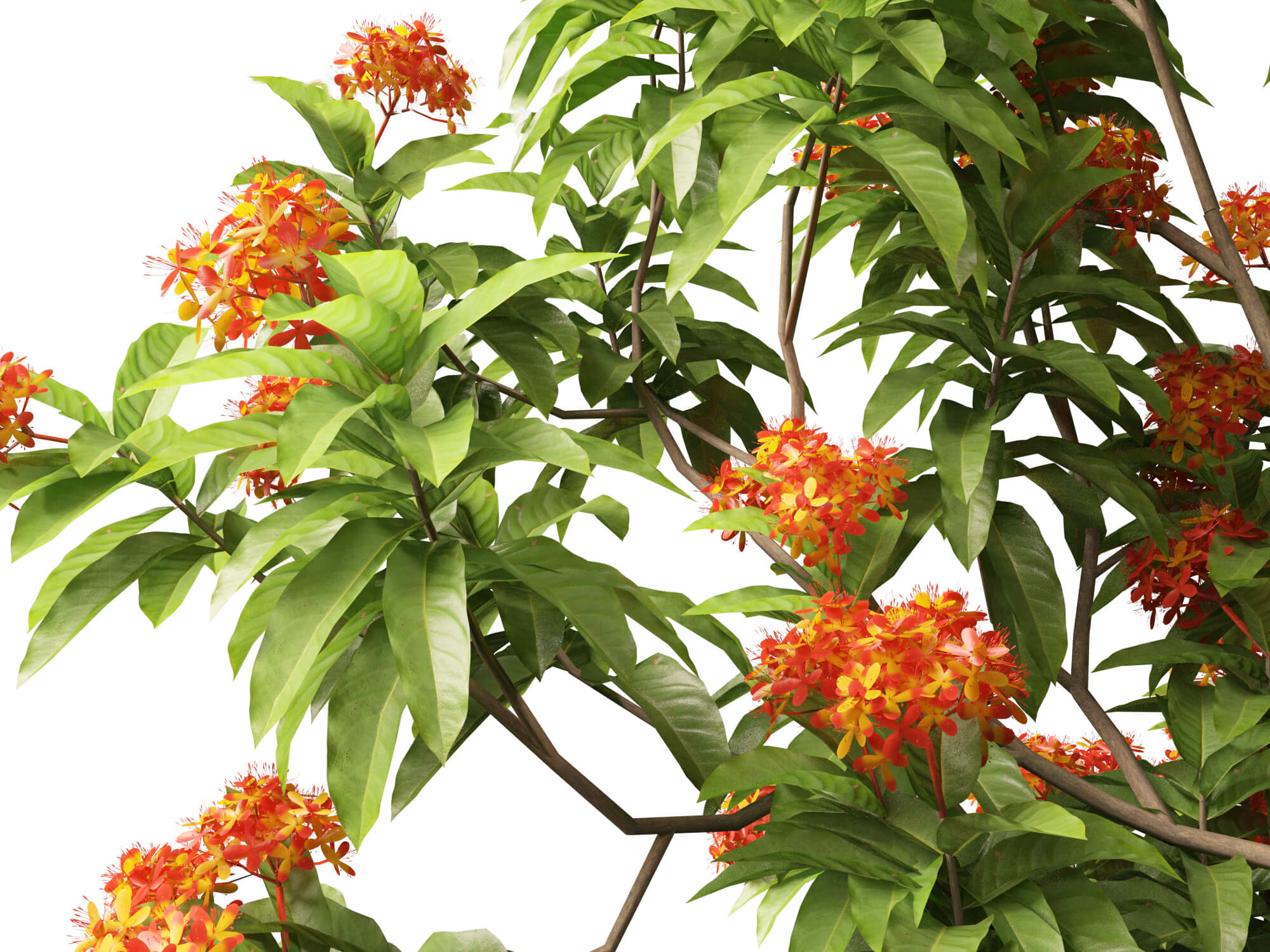 (Highpoly+Low Poly) Saraca Asoca - Ashoka Tree 3D Model by 3dgardenplants