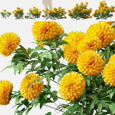 (Highpoly+Low Poly) Tagetes Erecta - African Marigold 3D Model by ...