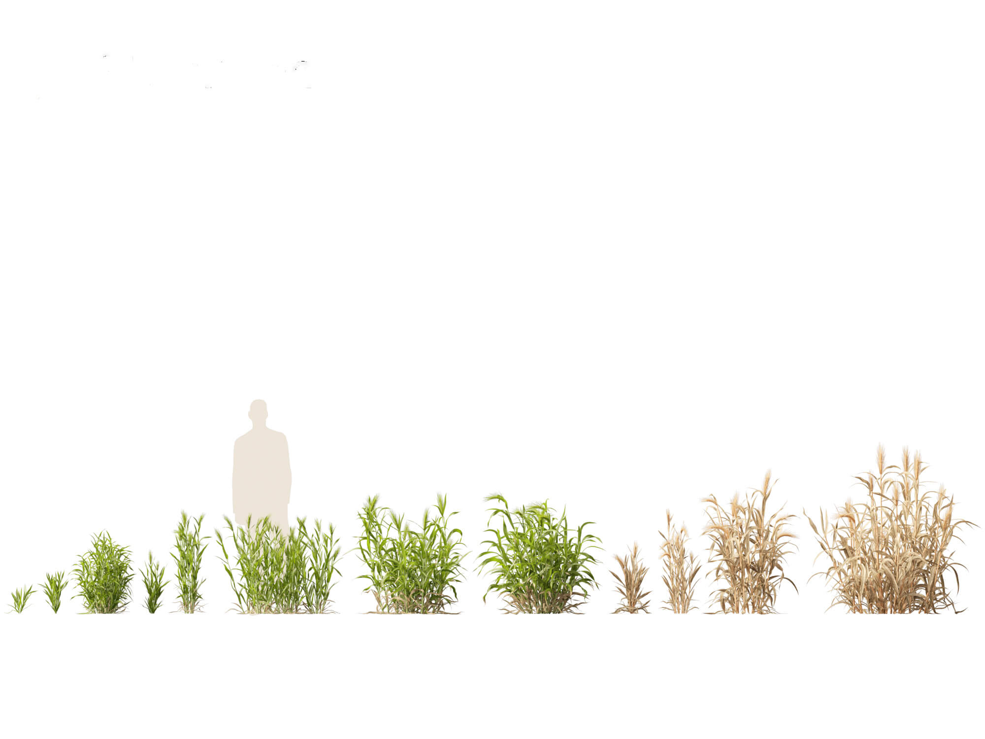 Hordeum - False Barley 3D Model by 3dgardenplants