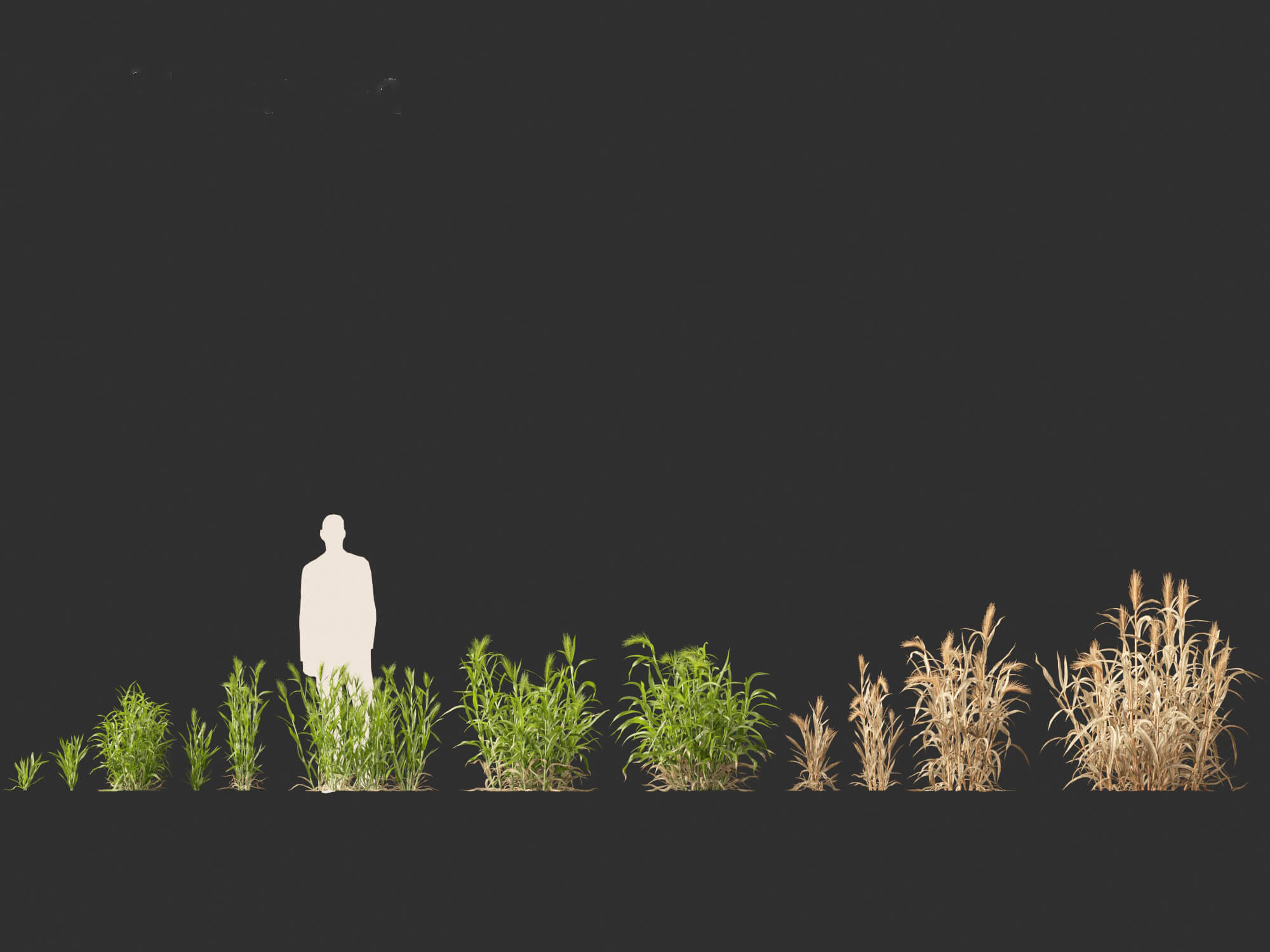 Hordeum - False Barley 3D Model by 3dgardenplants