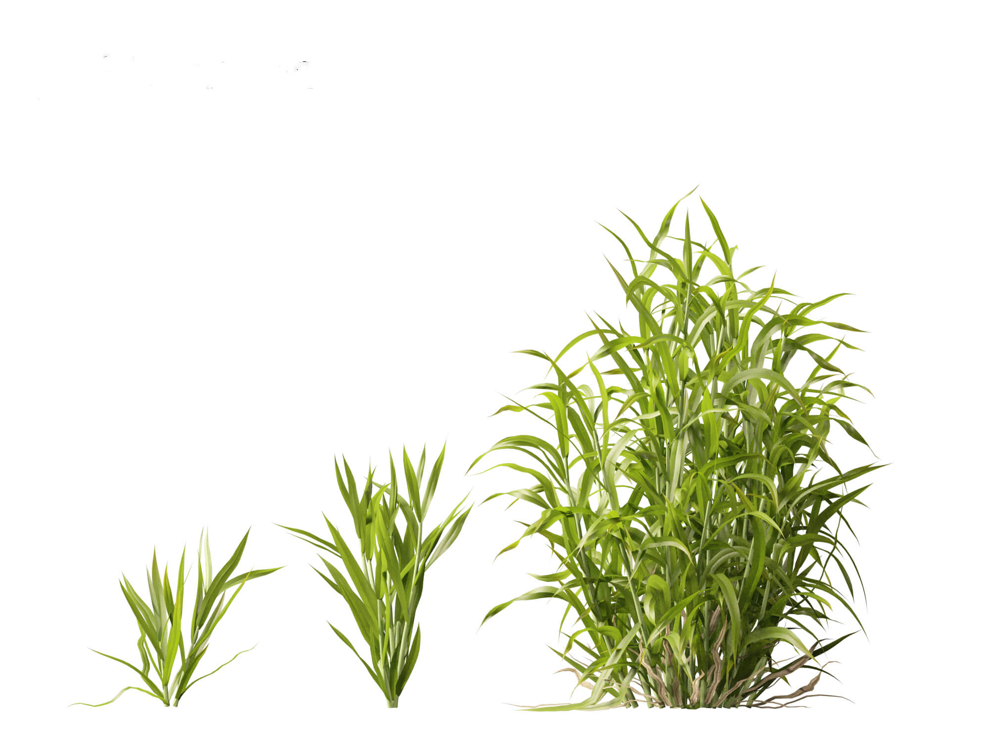 Hordeum - False Barley 3D Model by 3dgardenplants