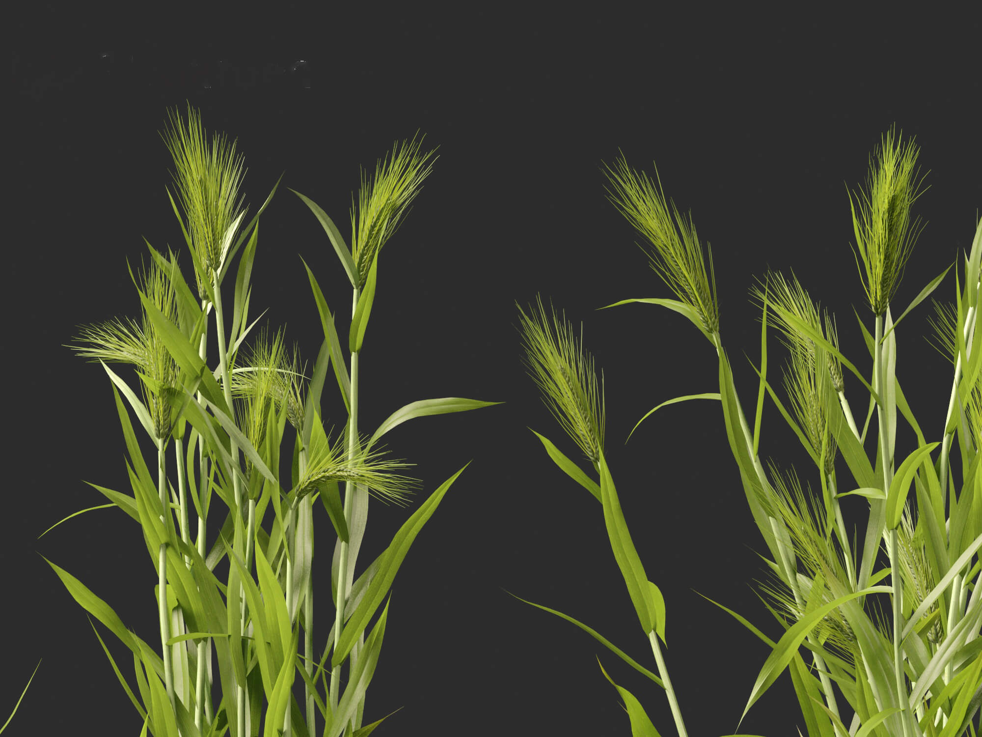 Hordeum - False Barley 3D Model by 3dgardenplants