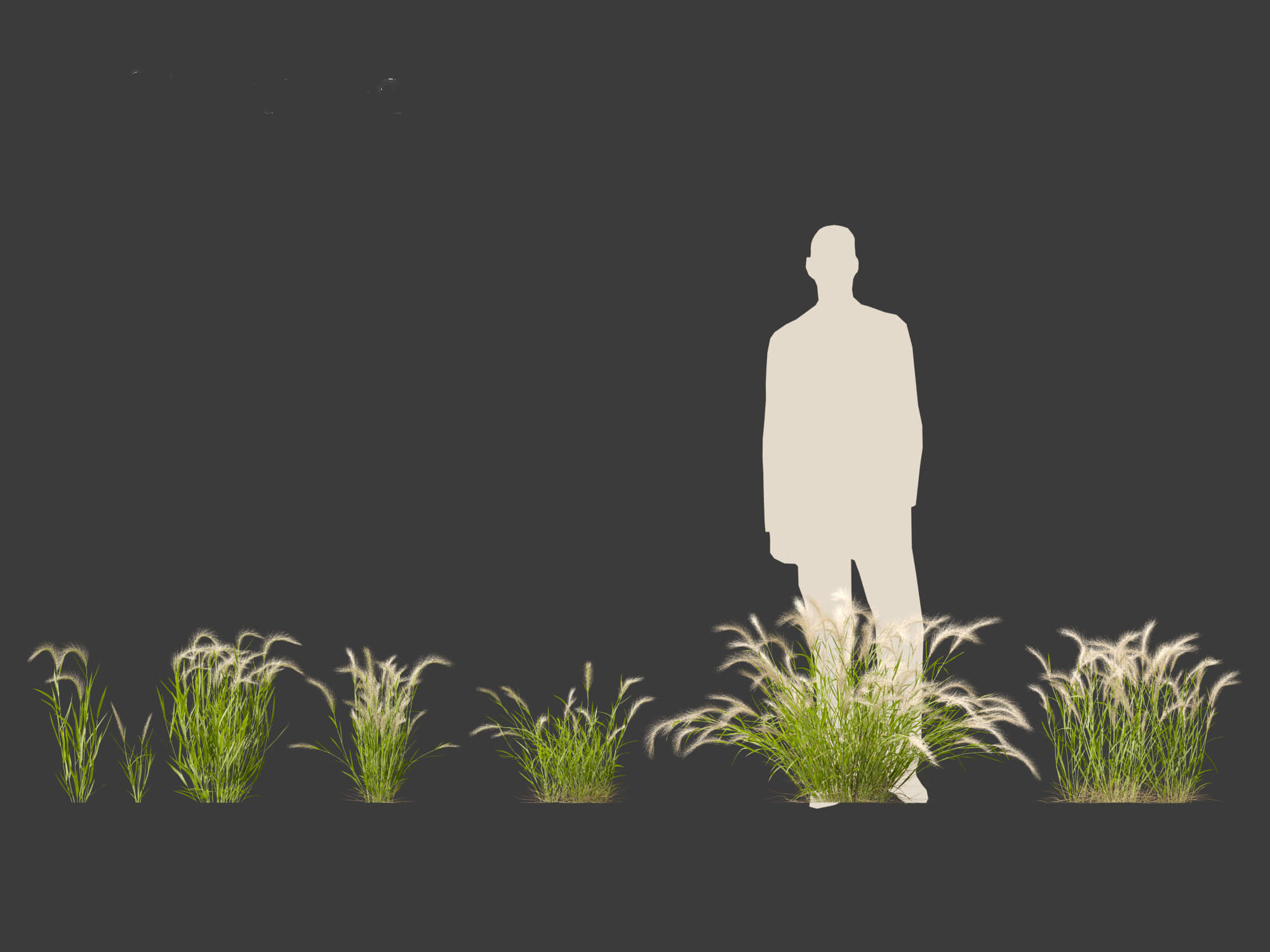 Hordeum Jubatum - Foxtail Barley 3D Model by 3dgardenplants