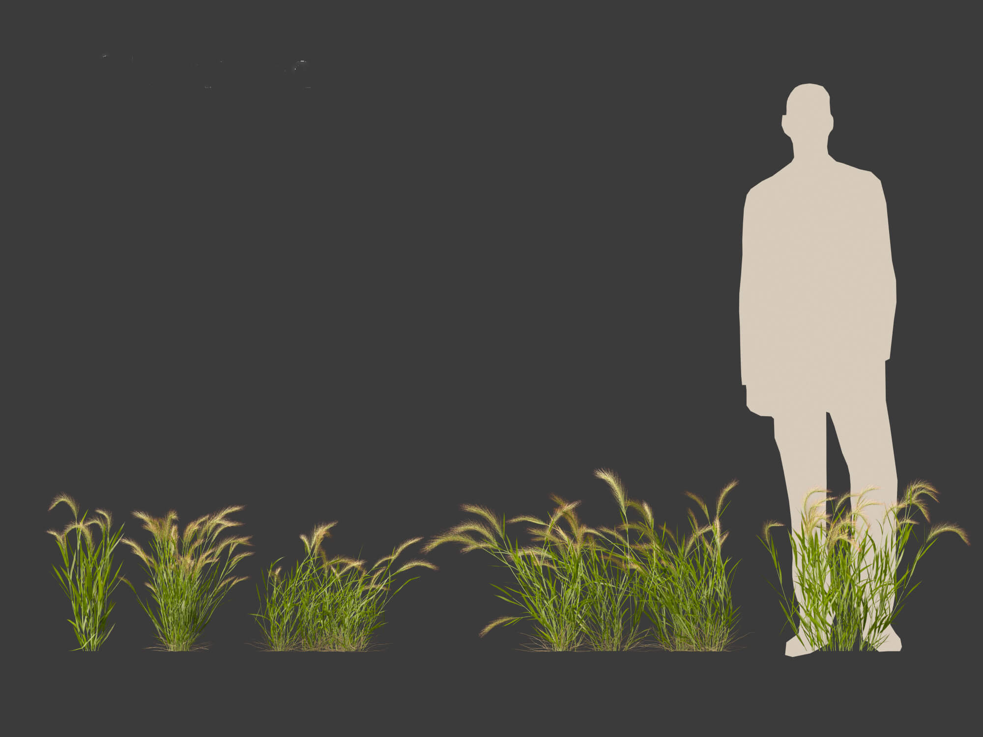 Hordeum Jubatum - Foxtail Barley 3D Model by 3dgardenplants