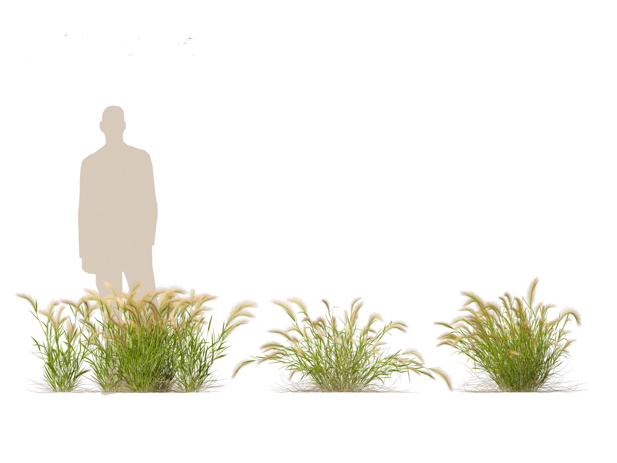 Hordeum Jubatum - Foxtail Barley 3D Model by 3dgardenplants