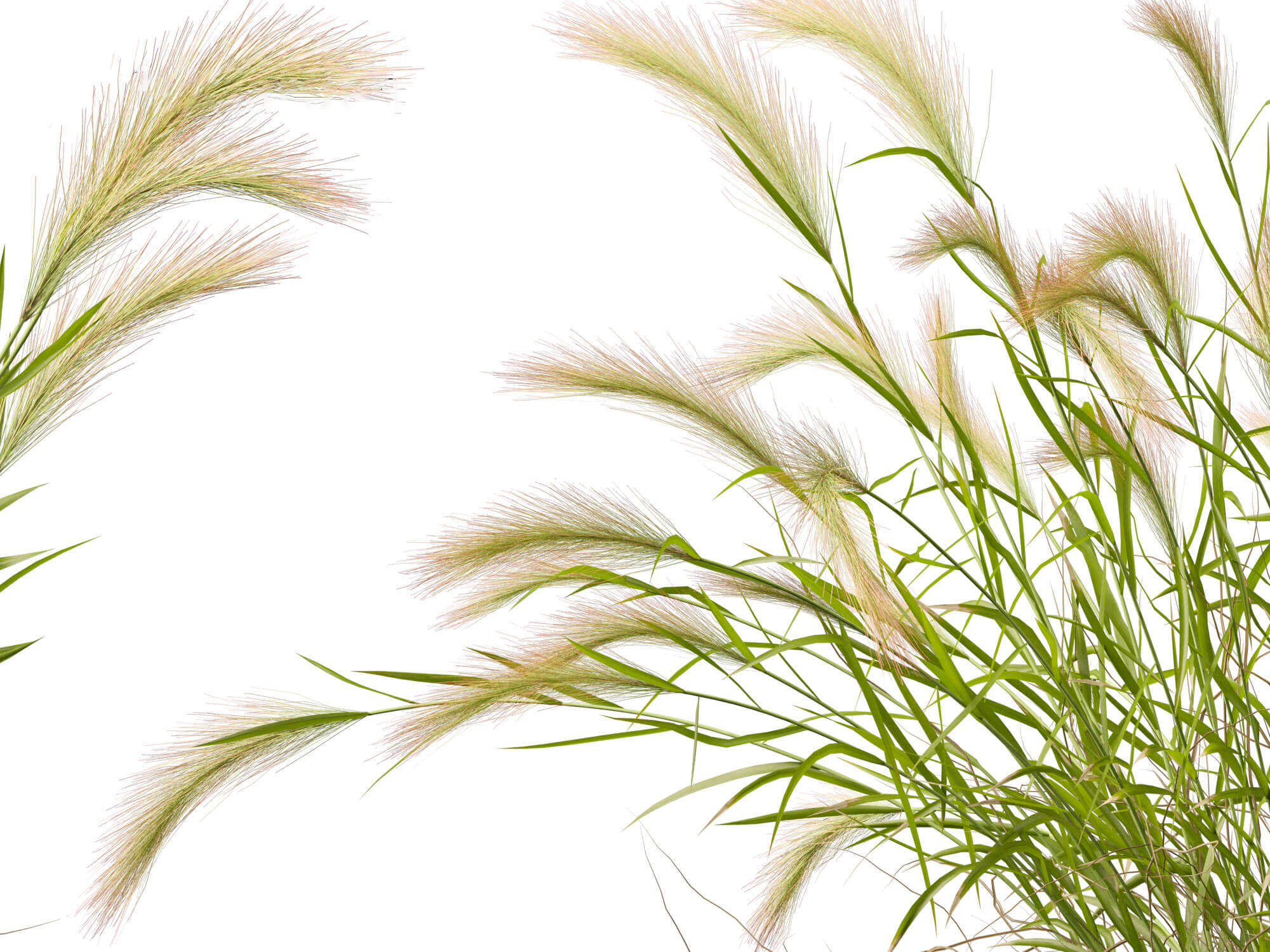 Hordeum Jubatum - Foxtail Barley 3D Model by 3dgardenplants