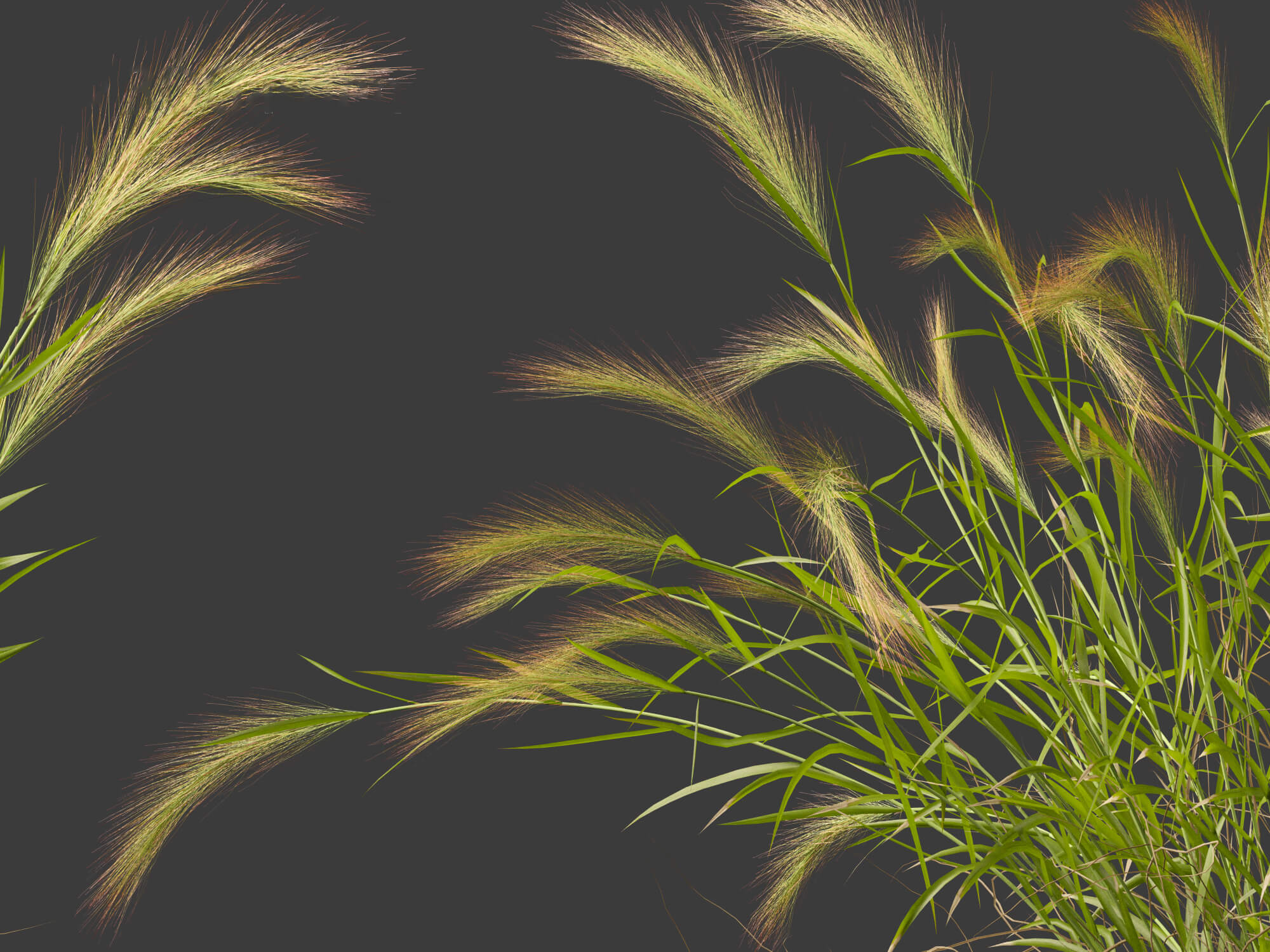 Hordeum Jubatum - Foxtail Barley 3D Model by 3dgardenplants