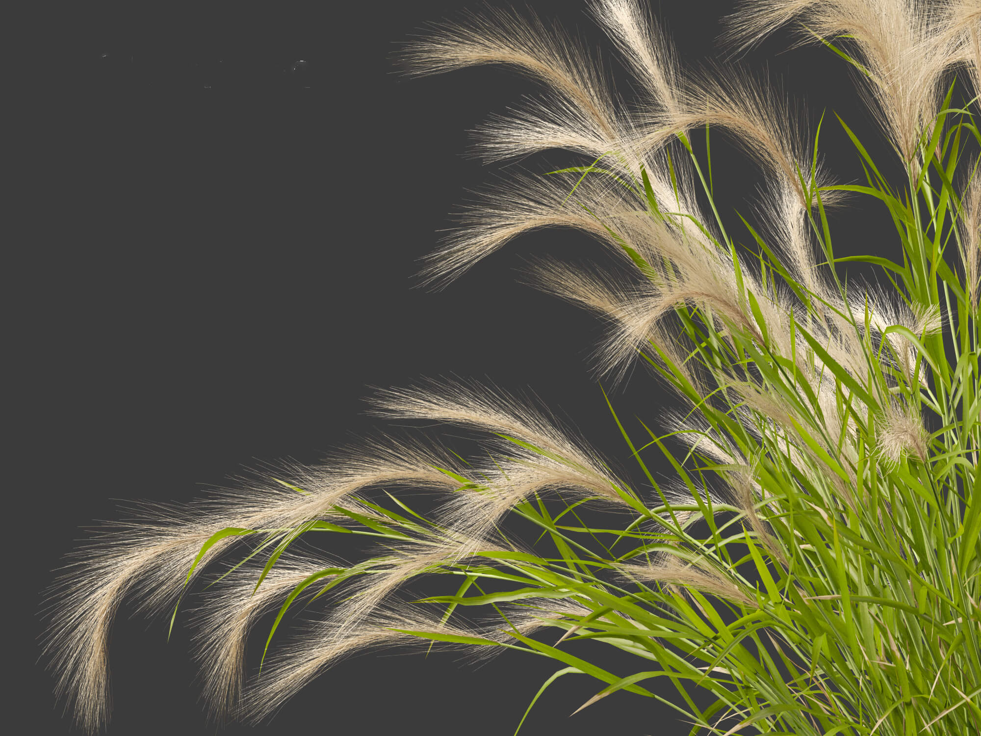 Hordeum Jubatum - Foxtail Barley 3D Model by 3dgardenplants