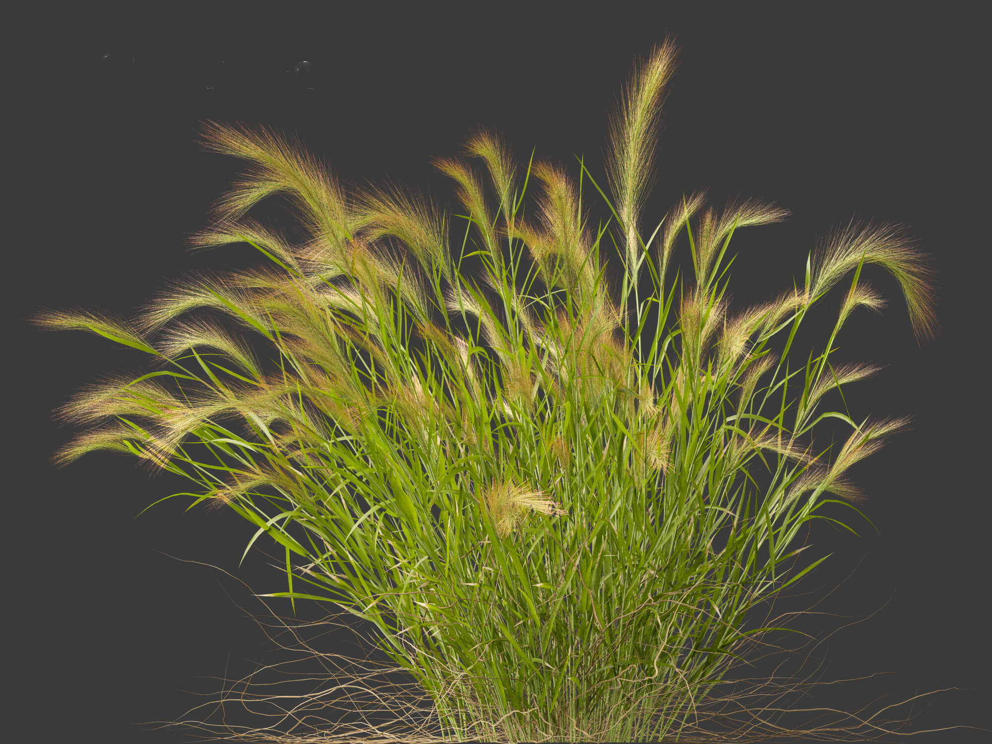 Hordeum Jubatum - Foxtail Barley 3D Model by 3dgardenplants