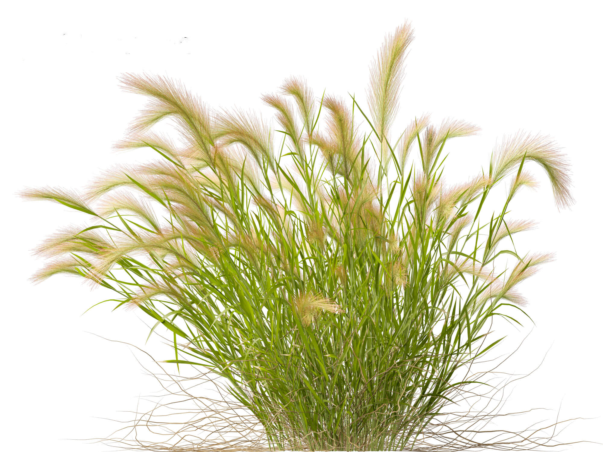 Hordeum Jubatum - Foxtail Barley 3D Model by 3dgardenplants
