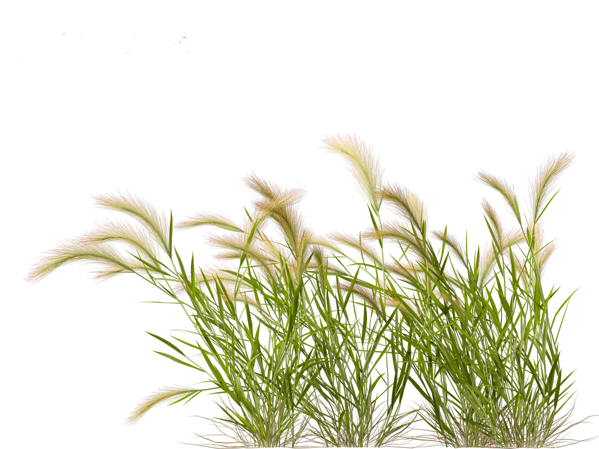 Hordeum Jubatum - Foxtail Barley 3D Model by 3dgardenplants