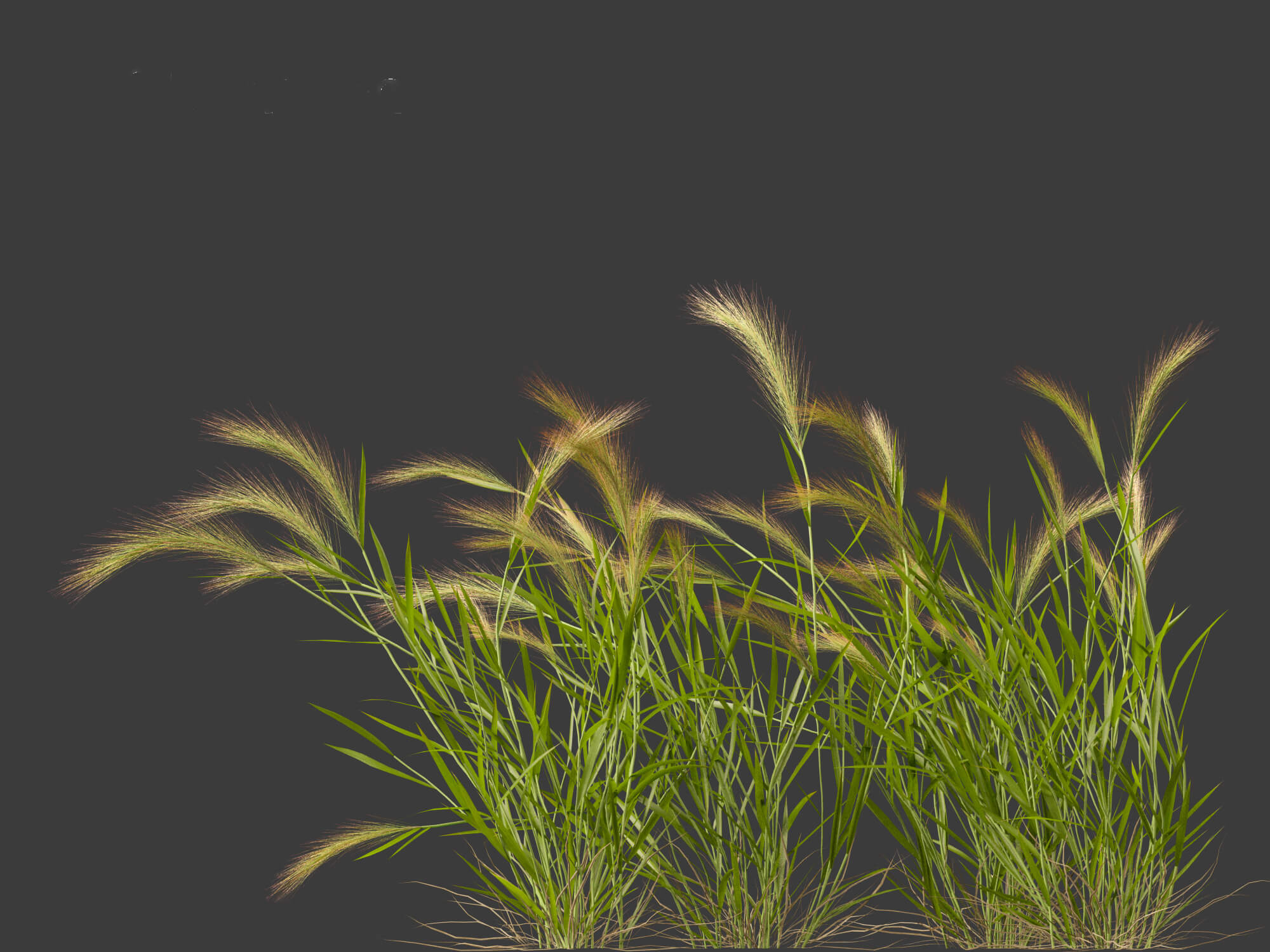 Hordeum Jubatum - Foxtail Barley 3D Model by 3dgardenplants
