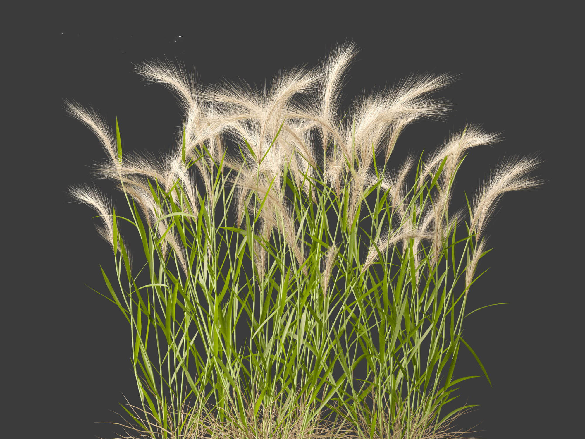 Hordeum Jubatum - Foxtail Barley 3D Model by 3dgardenplants