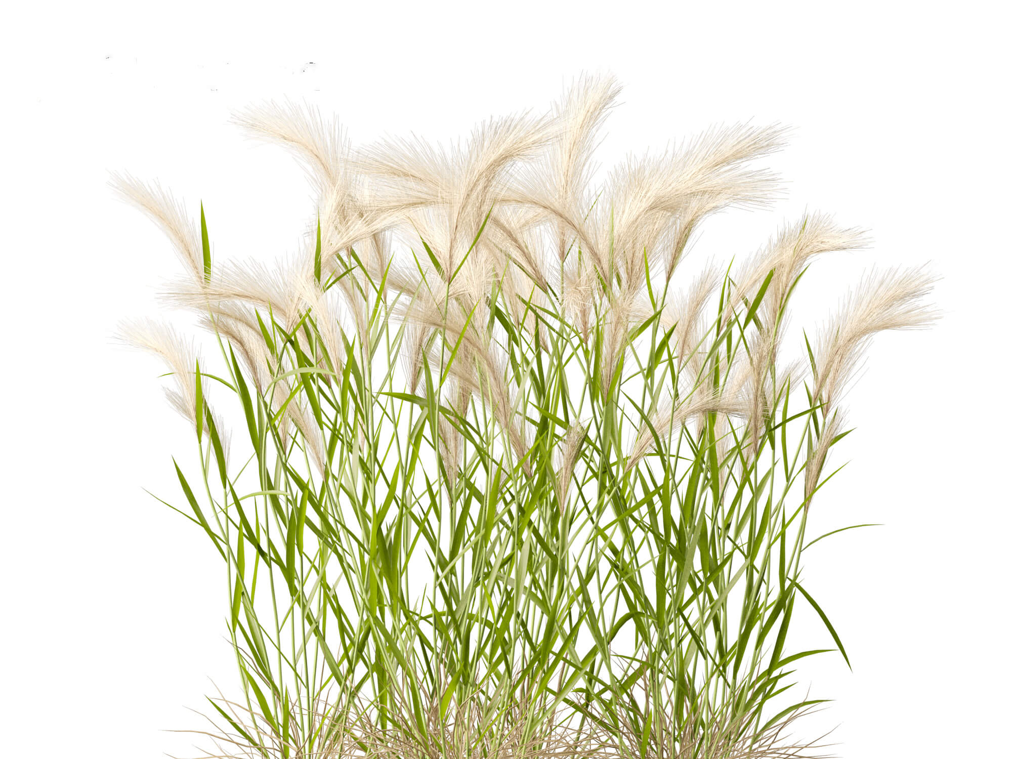 Hordeum Jubatum - Foxtail Barley 3D Model by 3dgardenplants