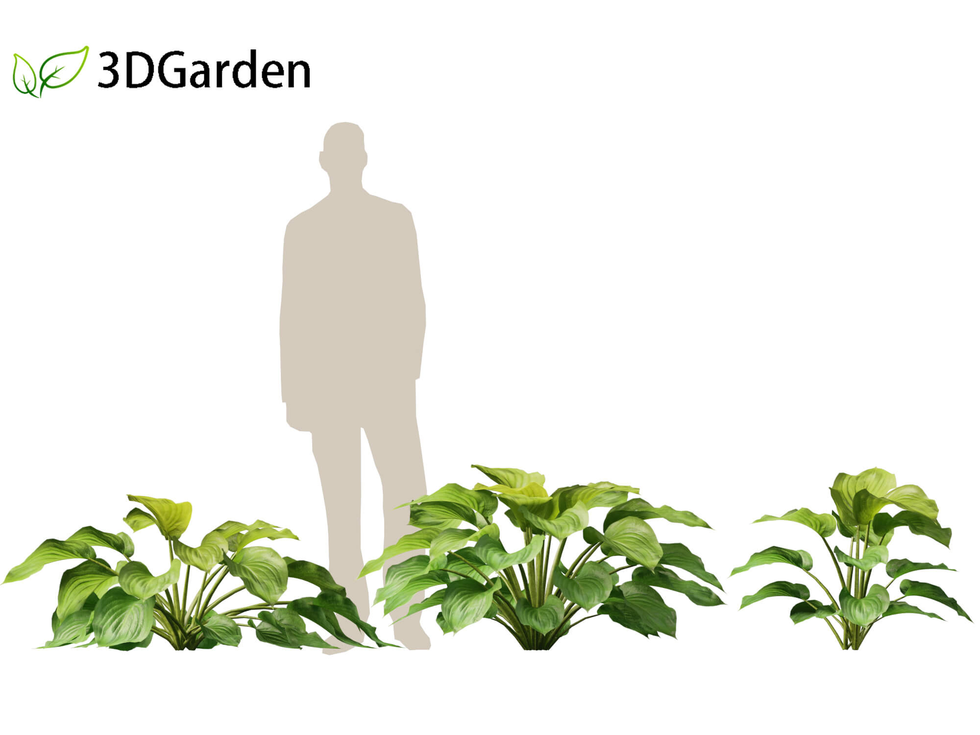 Hosta Plantaginea - Fragrant Plantain Lily 3D Model by 3dgardenplants