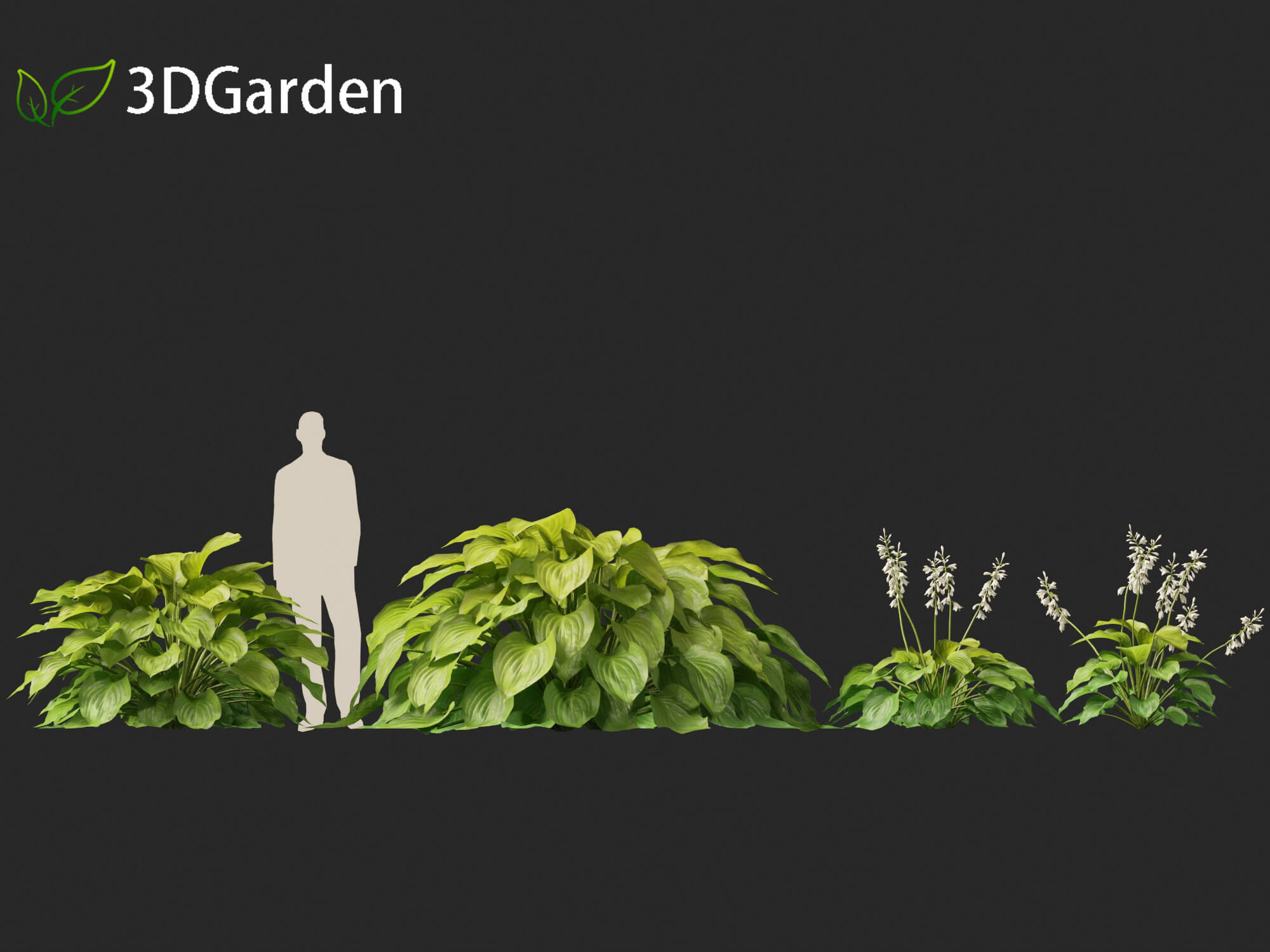 Hosta Plantaginea - Fragrant Plantain Lily 3D Model by 3dgardenplants