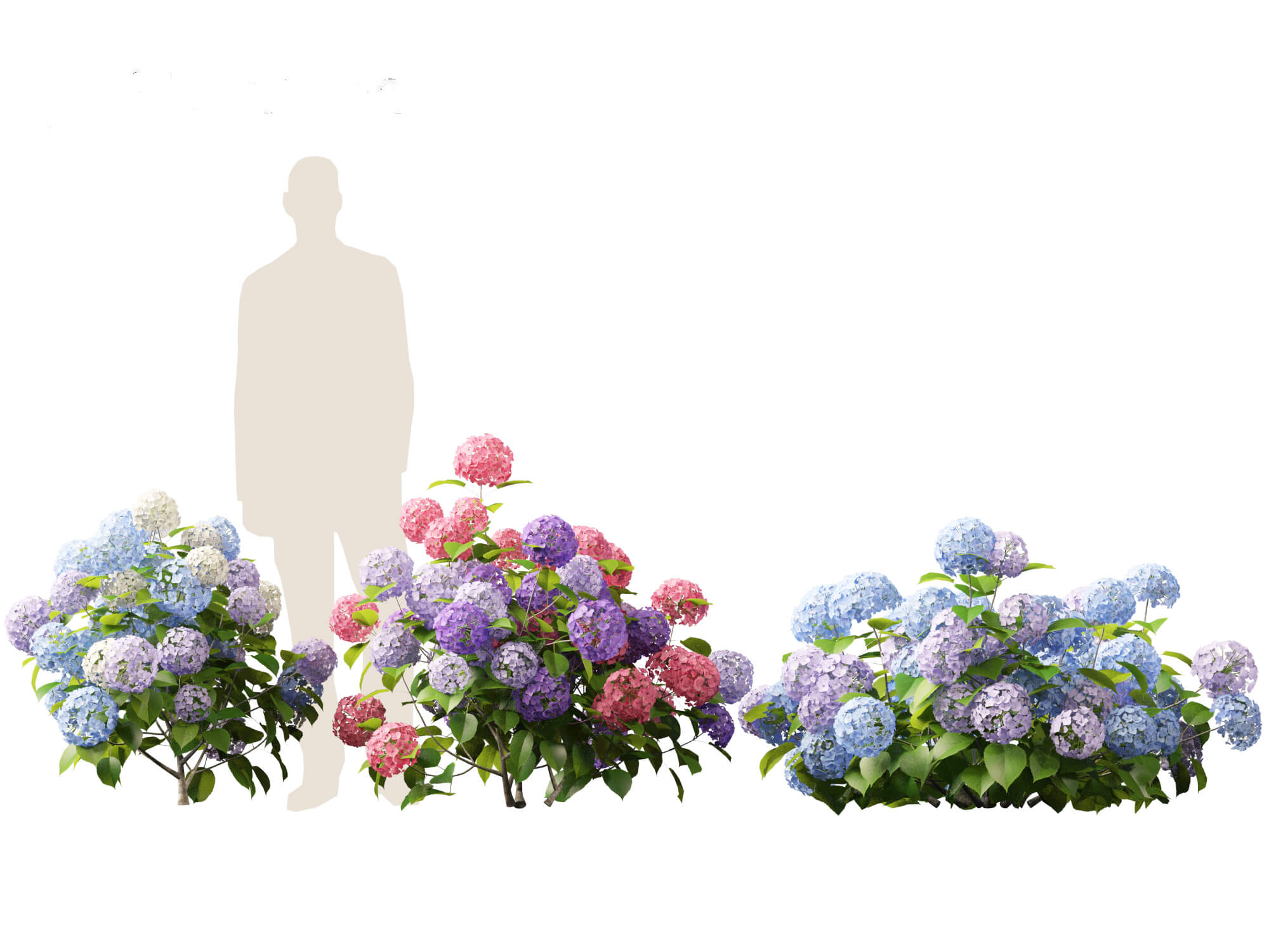 Hydrangea Macrophylla - Bigleaf Hydrangea 3D Model by 3dgardenplants