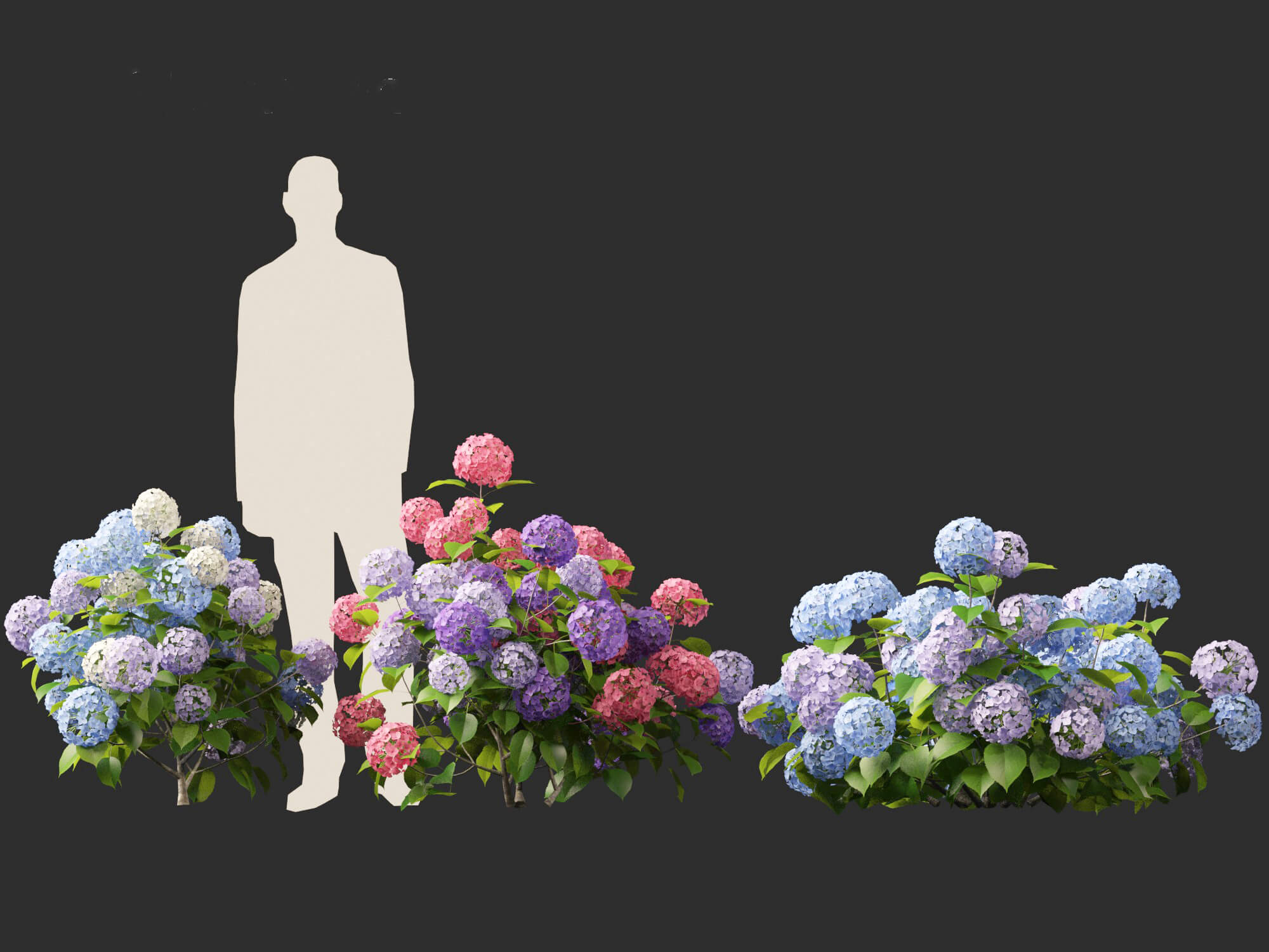 Hydrangea Macrophylla - Bigleaf Hydrangea 3D Model by 3dgardenplants