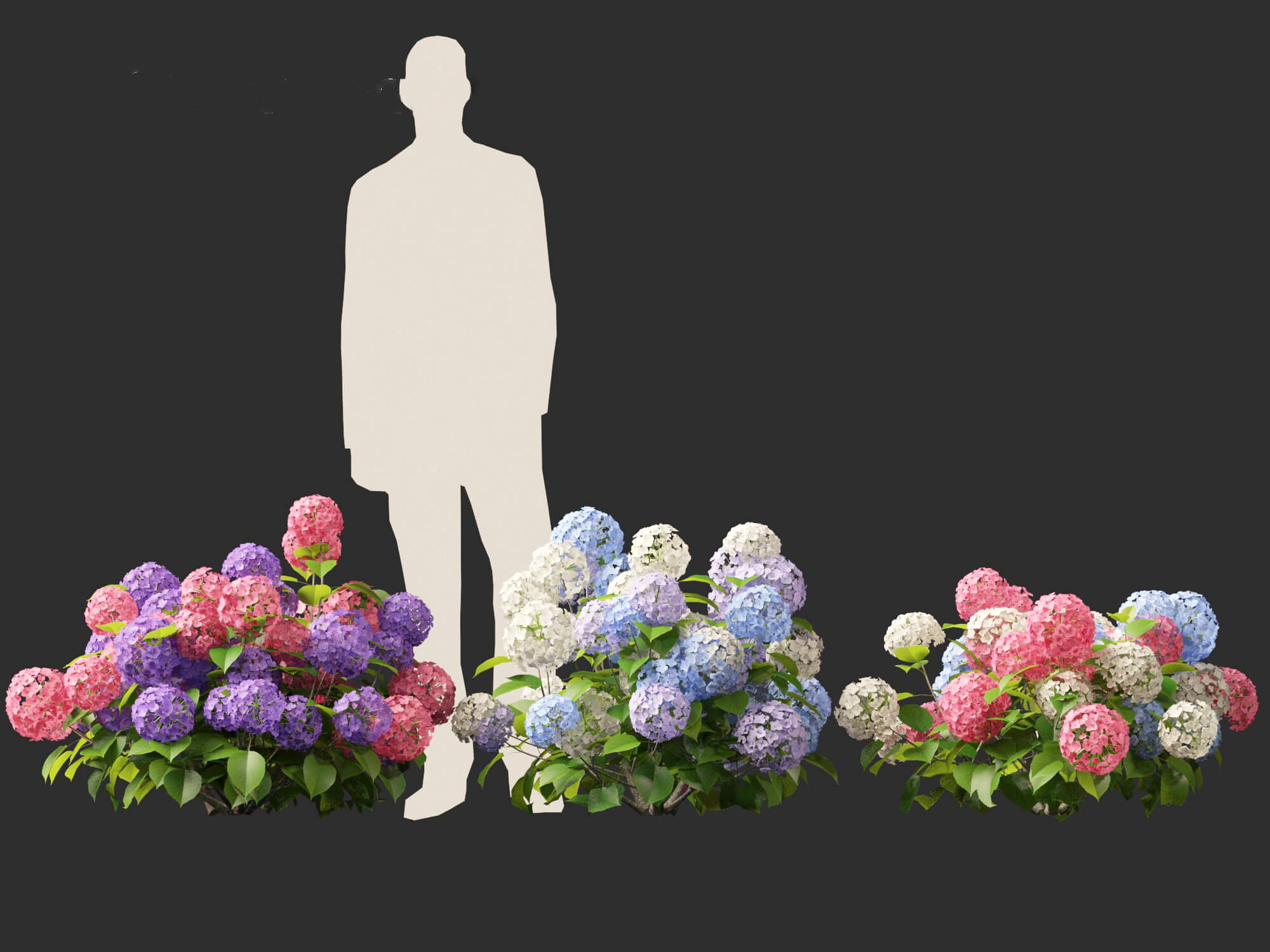 Hydrangea Macrophylla - Bigleaf Hydrangea 3D Model by 3dgardenplants