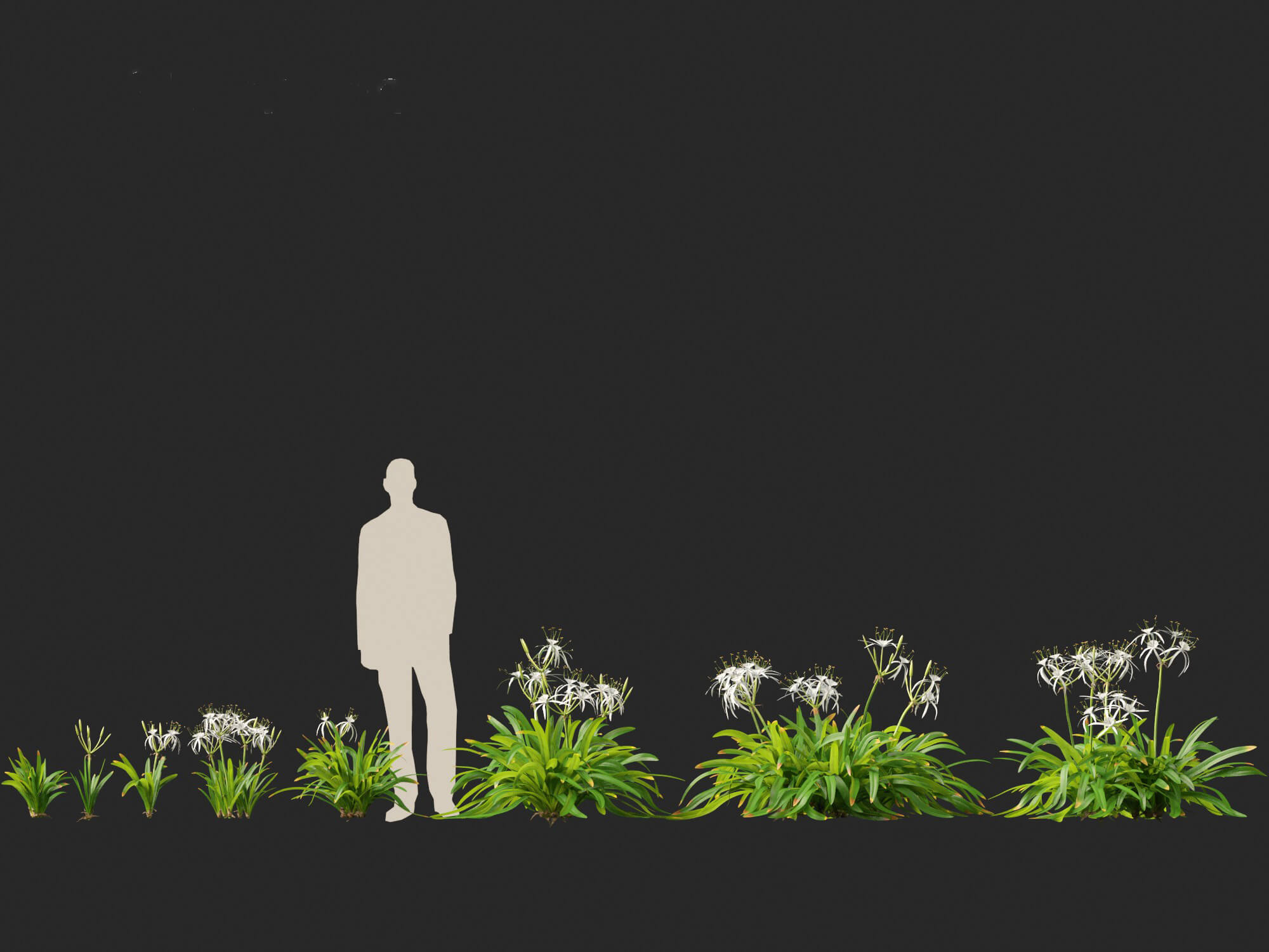 Hymenocallis Littoralis - Spider Lily 3D Model by 3dgardenplants