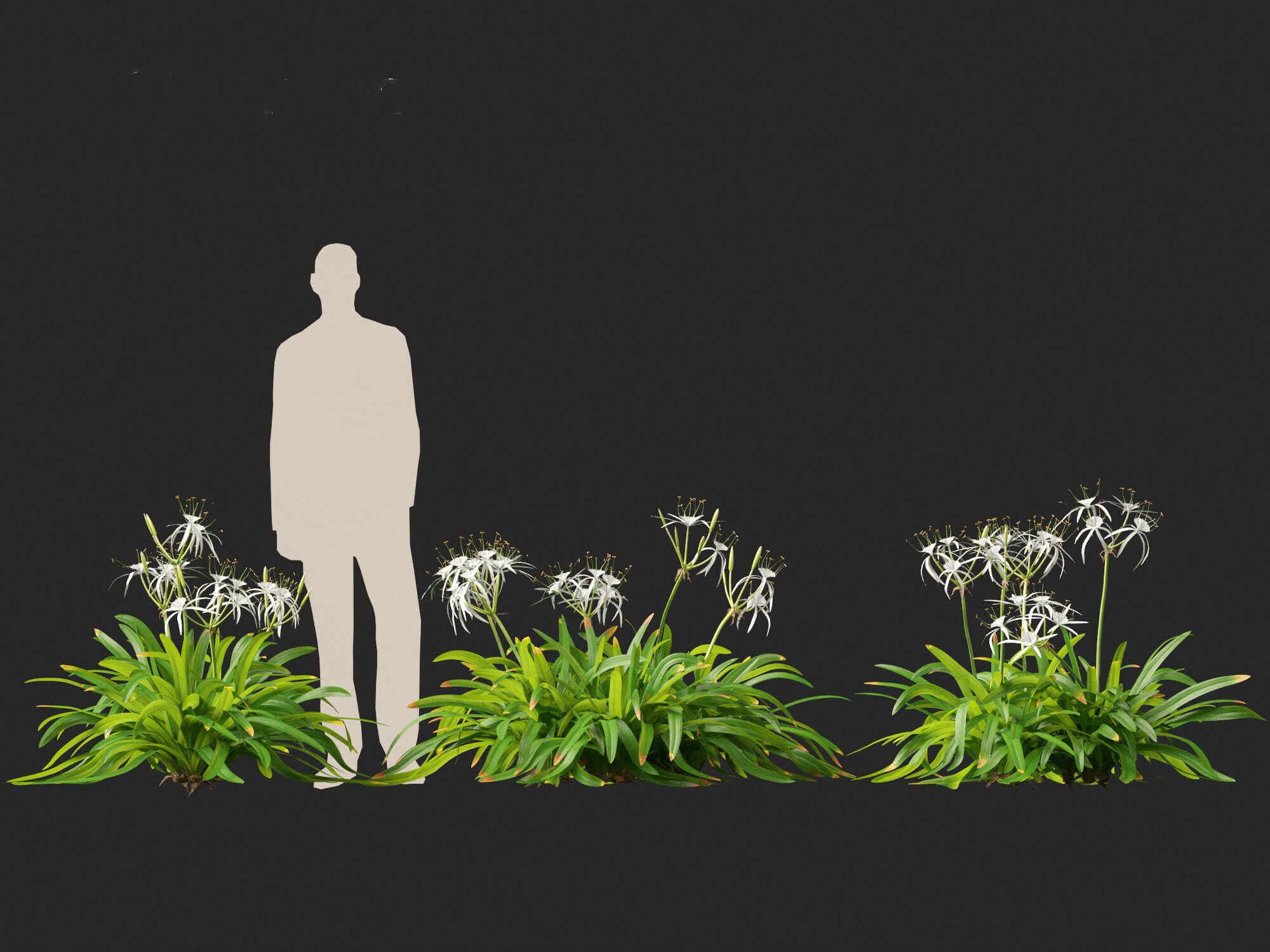 Hymenocallis Littoralis - Spider Lily 3D Model by 3dgardenplants