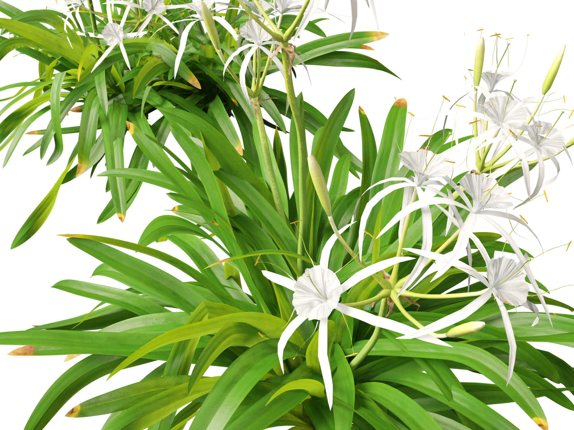 Hymenocallis Littoralis - Spider Lily 3D Model by 3dgardenplants