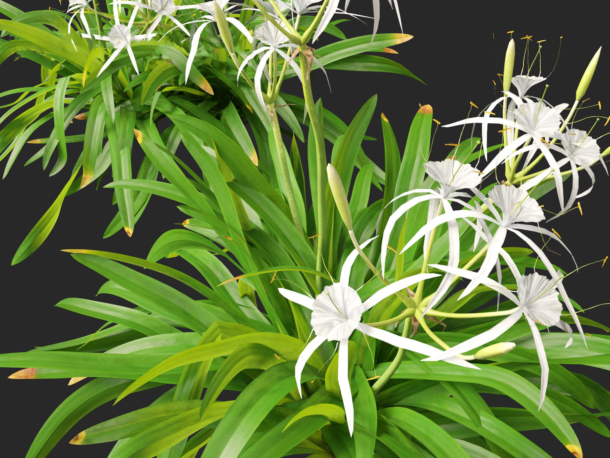 Hymenocallis Littoralis - Spider Lily 3D Model by 3dgardenplants