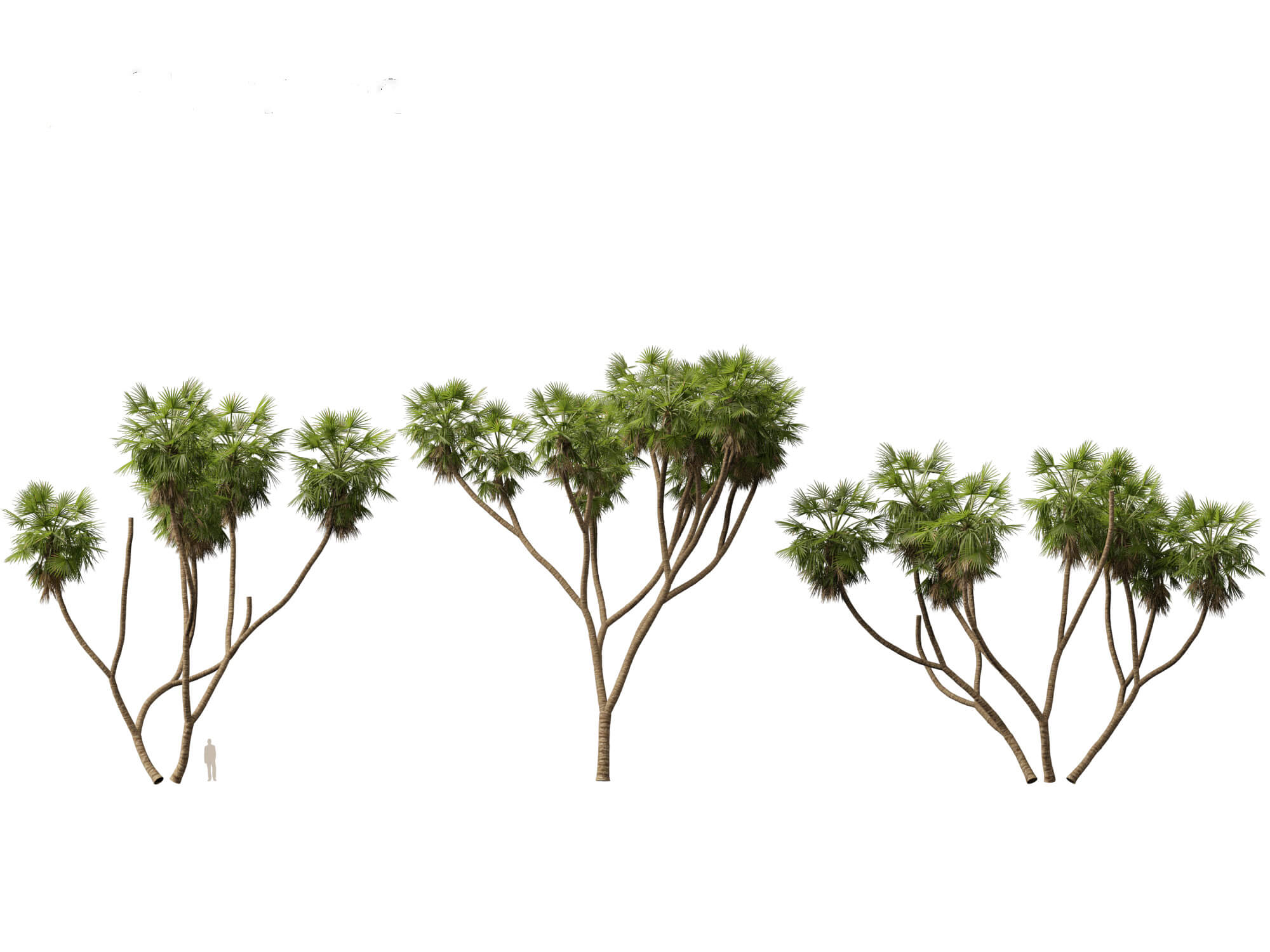 Hyphaene Thebaica - Doum Palm 3D Model by 3dgardenplants