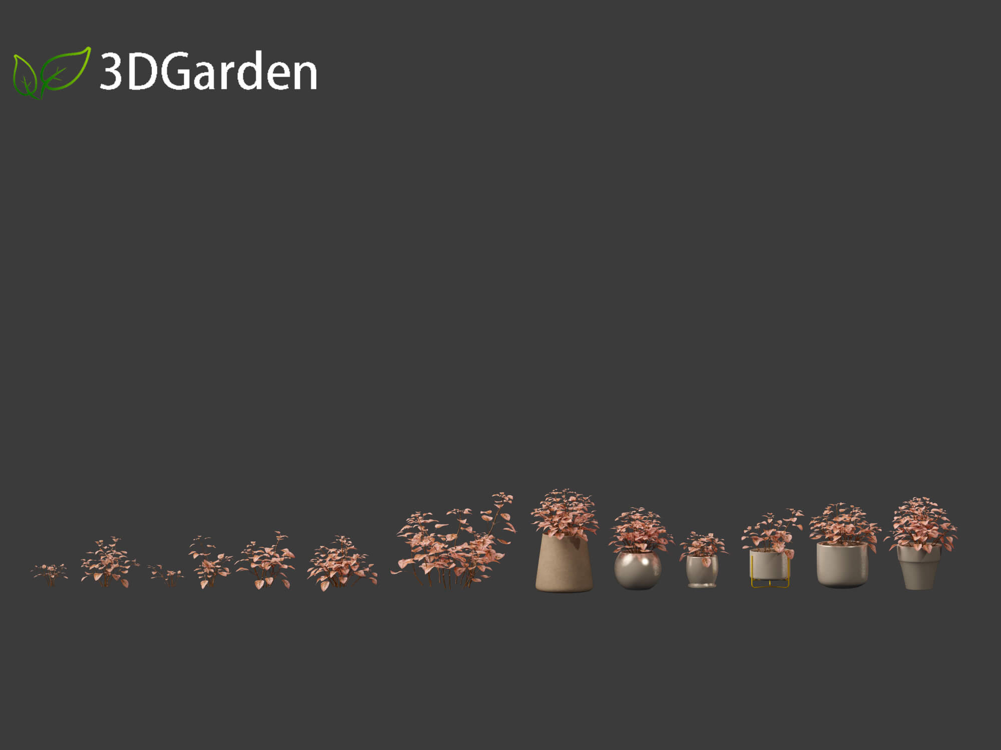 Hypoestes Phyllostachya -Polka Dot Plant 3D Model by 3dgardenplants