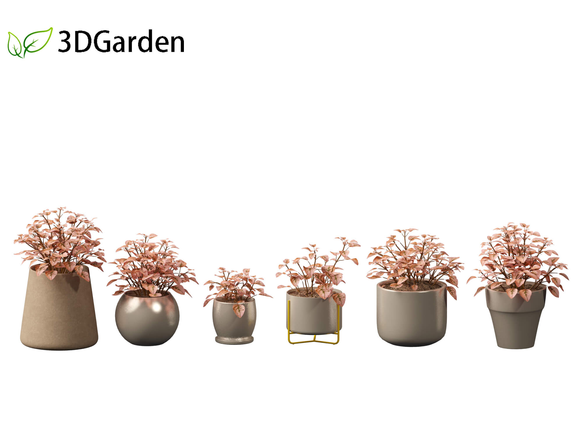 Hypoestes Phyllostachya -Polka Dot Plant 3D Model by 3dgardenplants