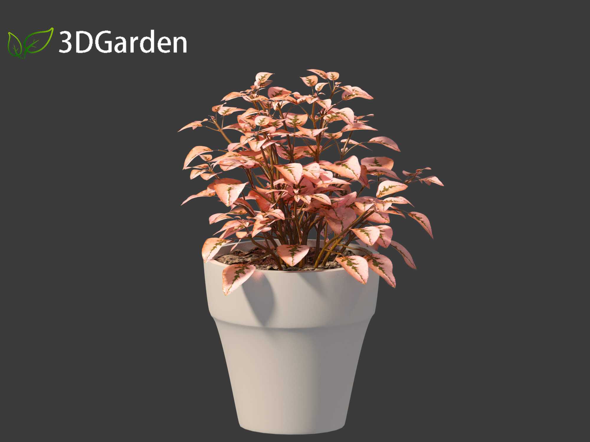 Hypoestes Phyllostachya -Polka Dot Plant 3D Model by 3dgardenplants