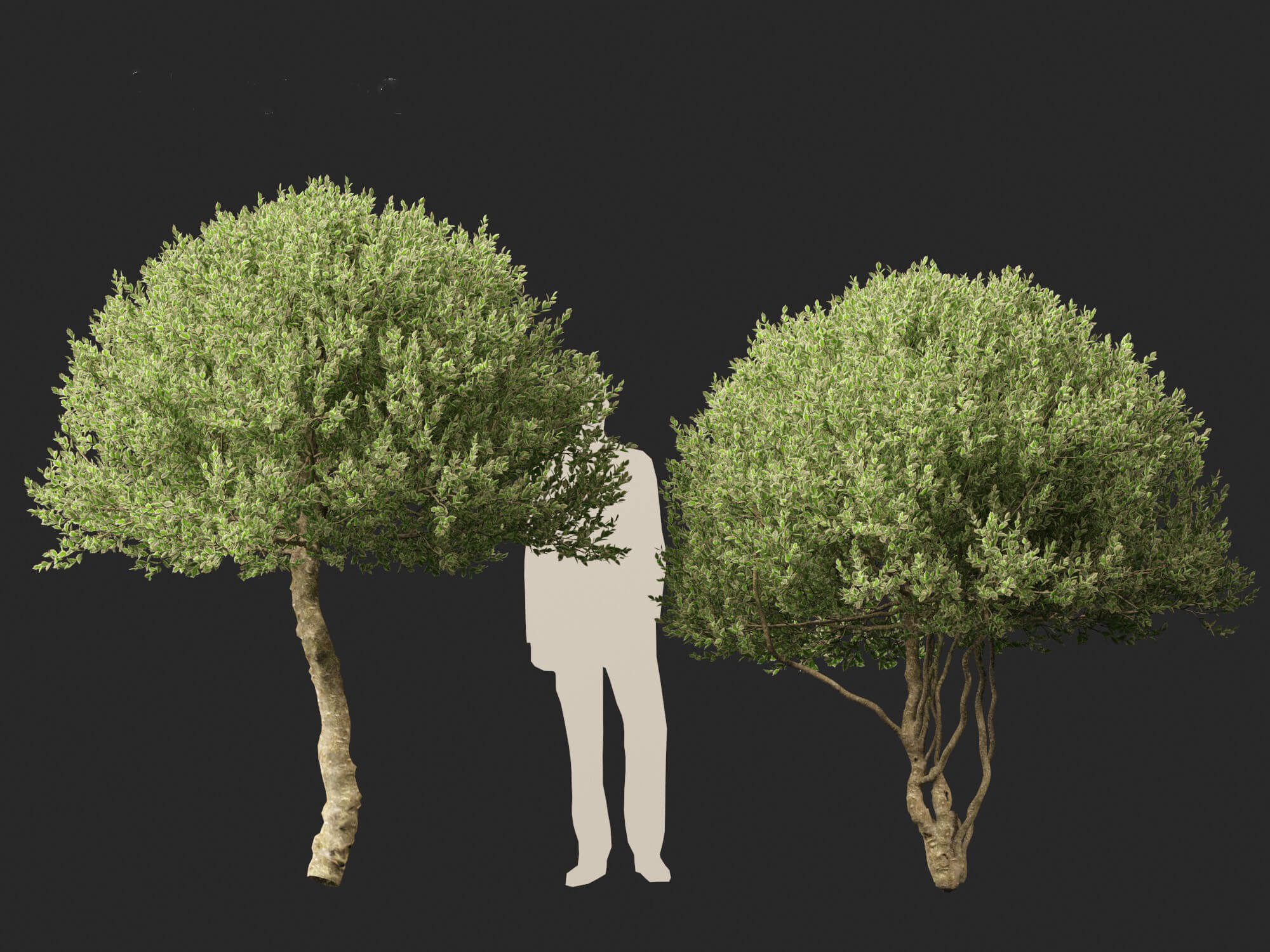 Ilex Aquifolium Argentea Marginata - Margined Holly 3D Model by ...