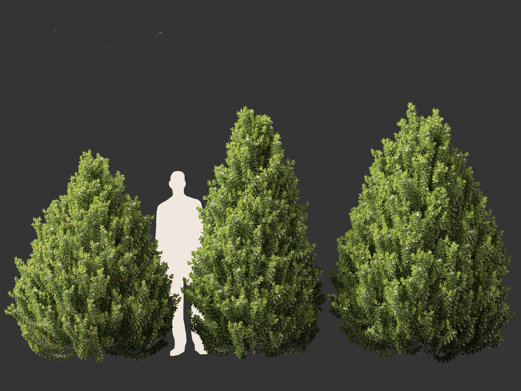 Ilex Aquipernyi Meschik Dragon Lady - Holly 3D Model by 3dgardenplants