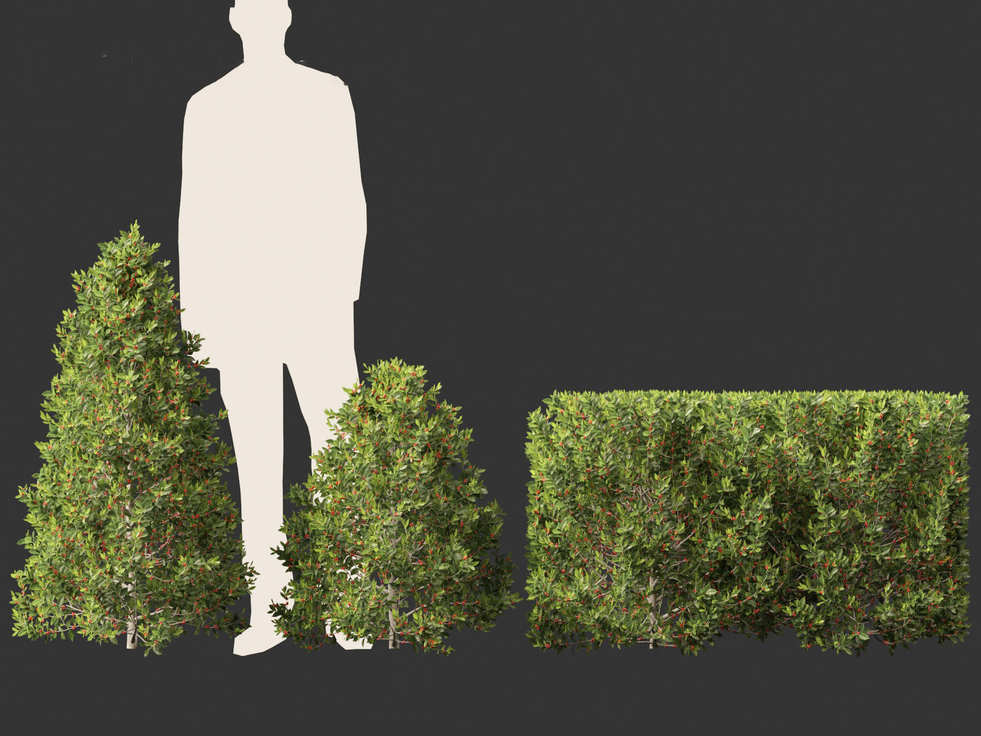Ilex Aquipernyi Meschik Dragon Lady - Holly 3D Model by 3dgardenplants