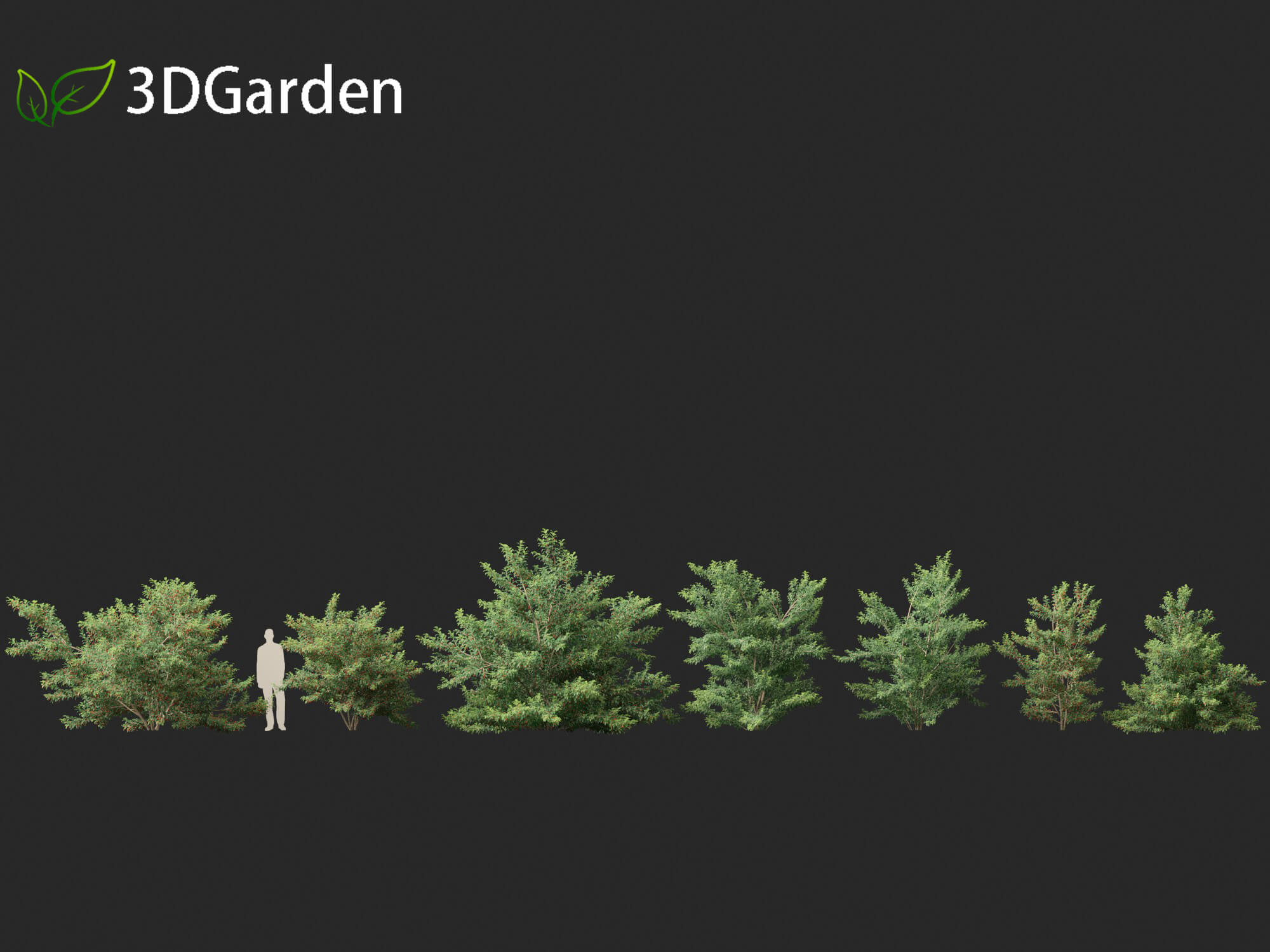 Ilex Pedunculosa - Longstalk Holly 3D Model by 3dgardenplants