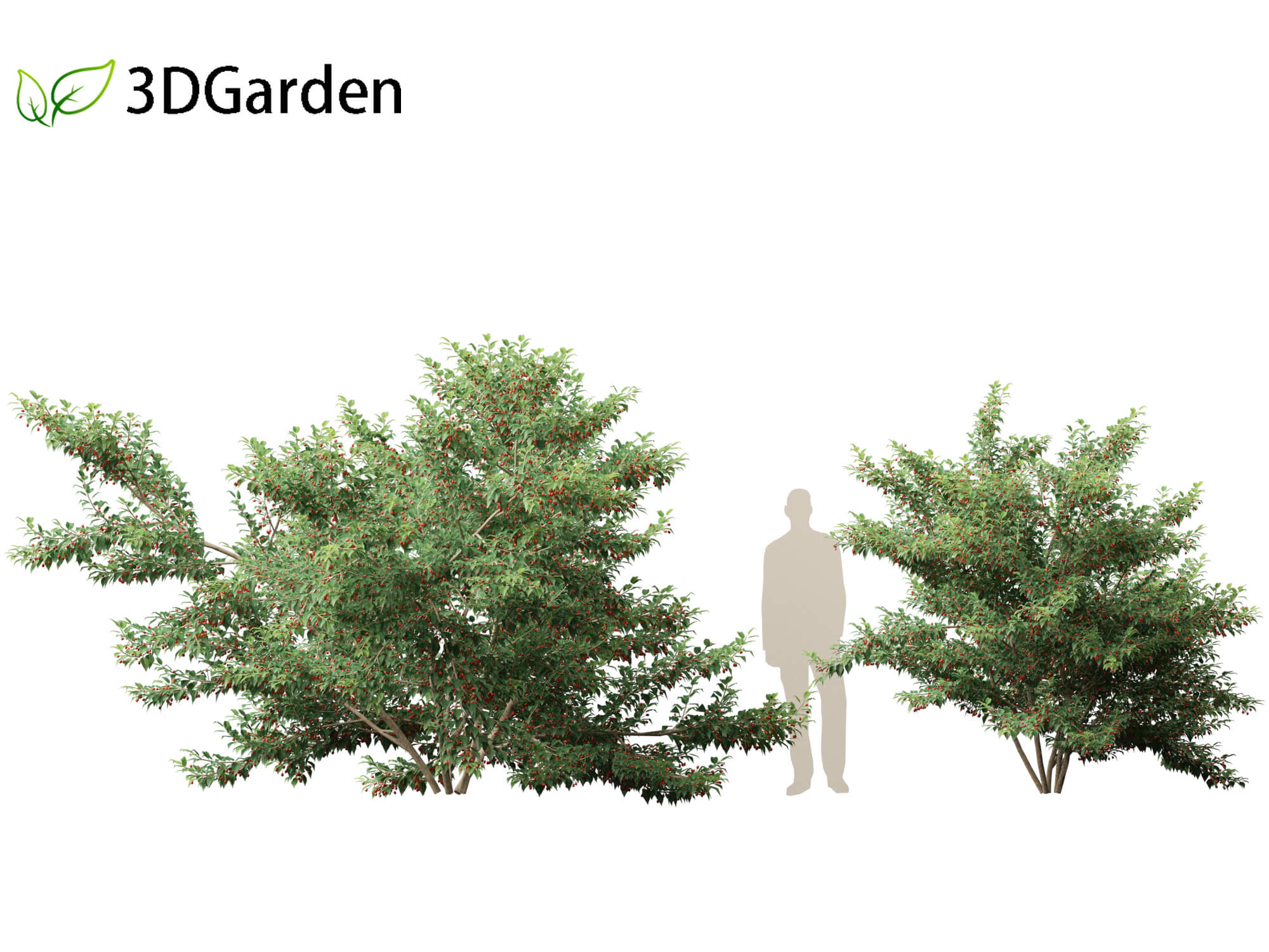 Ilex Pedunculosa - Longstalk Holly 3D Model by 3dgardenplants