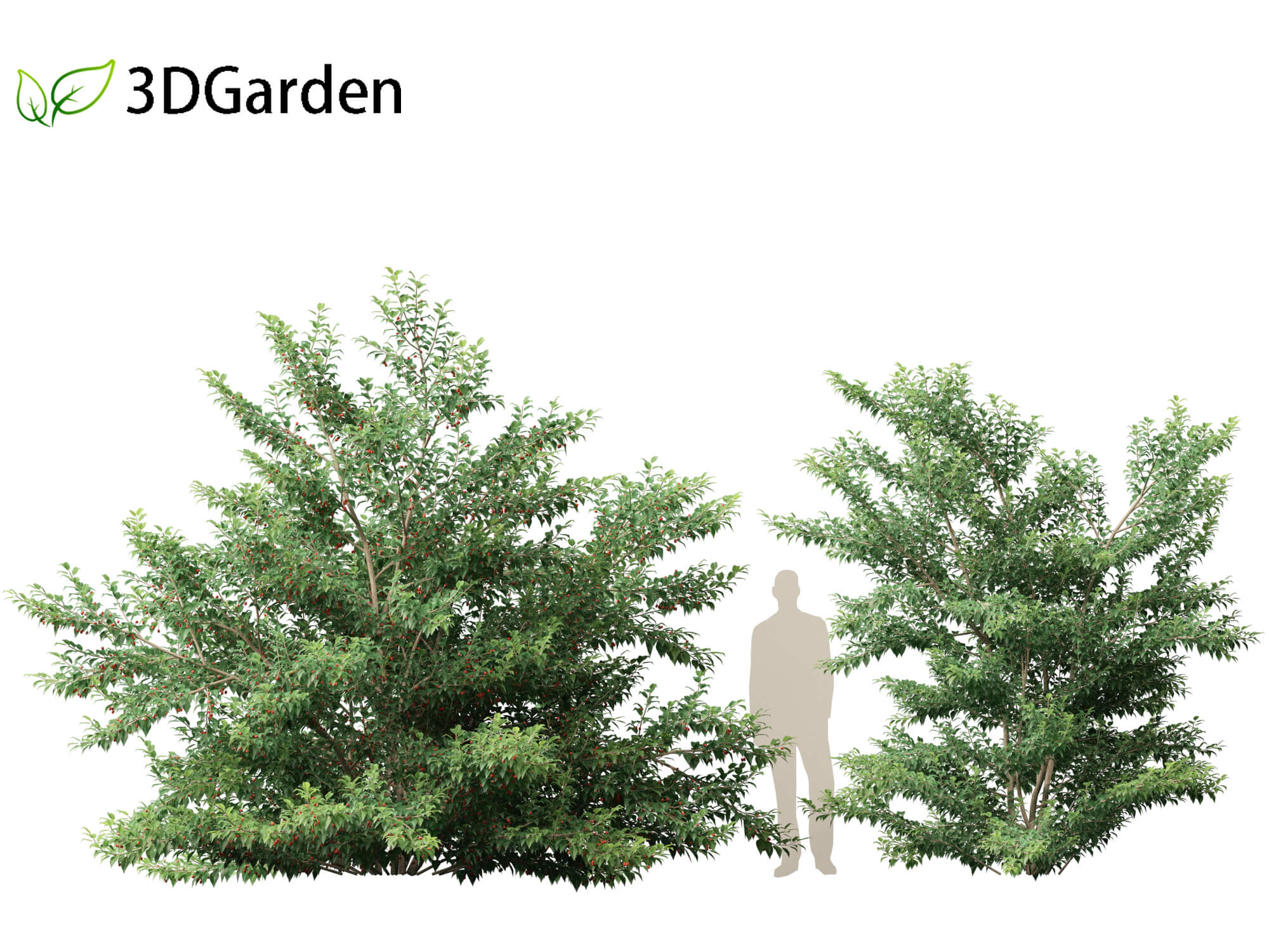 Ilex Pedunculosa - Longstalk Holly 3D Model by 3dgardenplants