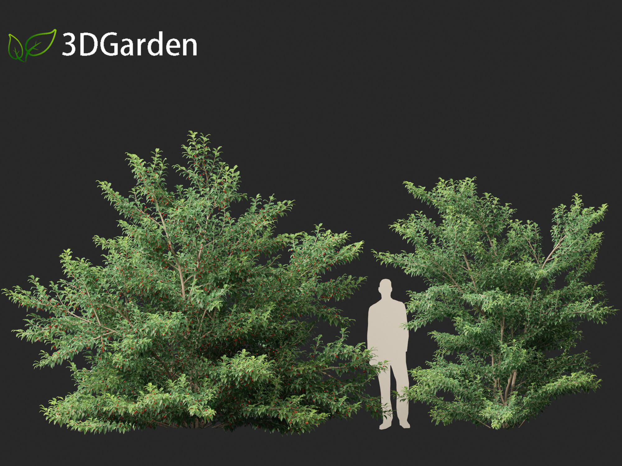 Ilex Pedunculosa - Longstalk Holly 3D Model by 3dgardenplants