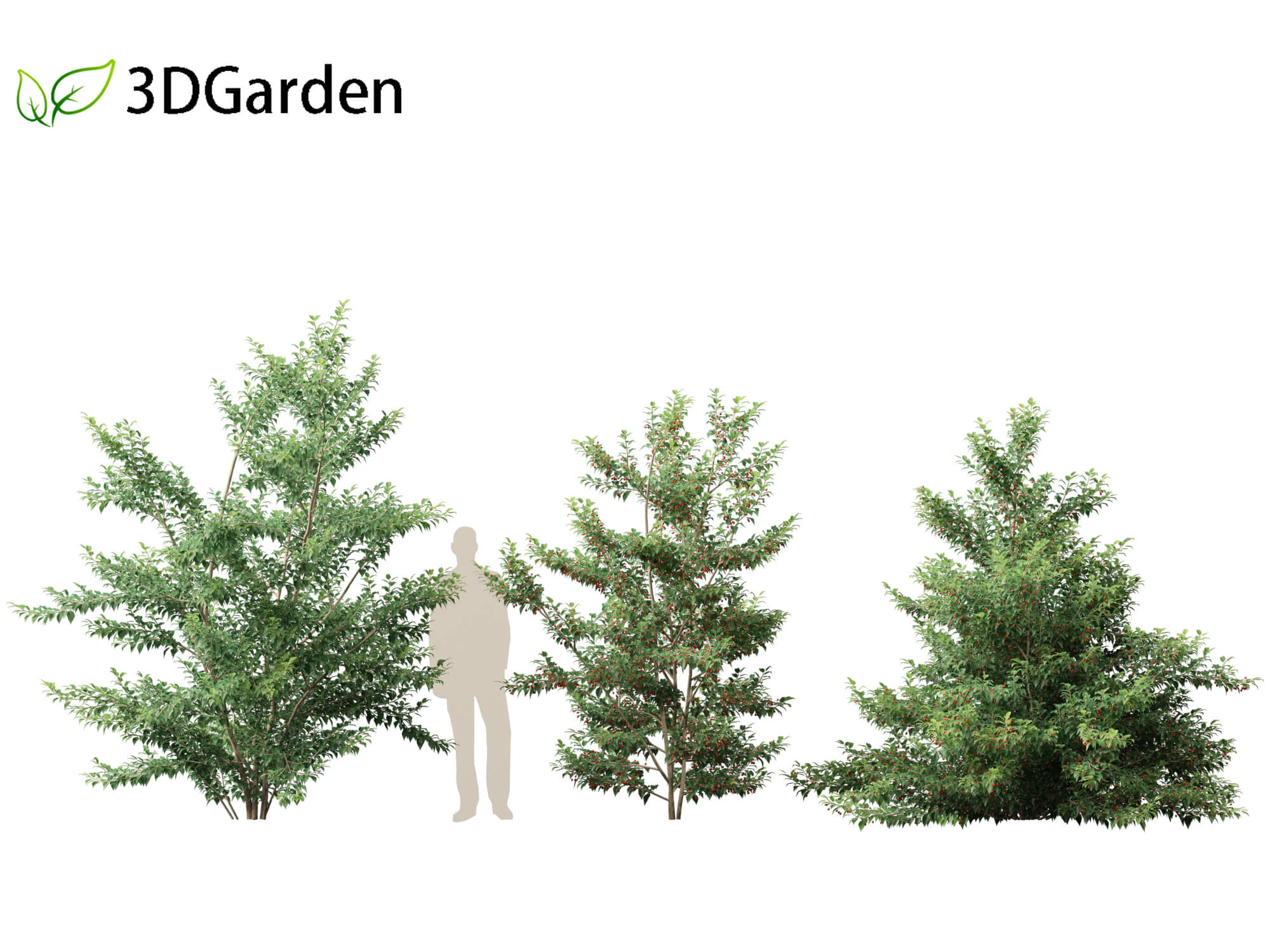 Ilex Pedunculosa - Longstalk Holly 3D Model by 3dgardenplants
