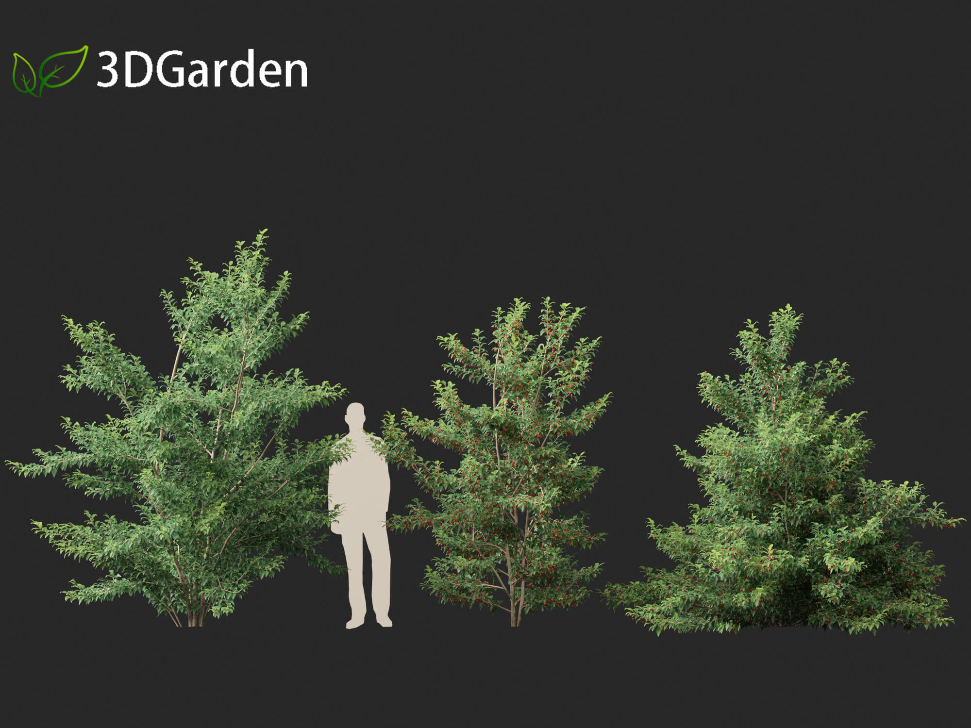 Ilex Pedunculosa - Longstalk Holly 3D Model by 3dgardenplants