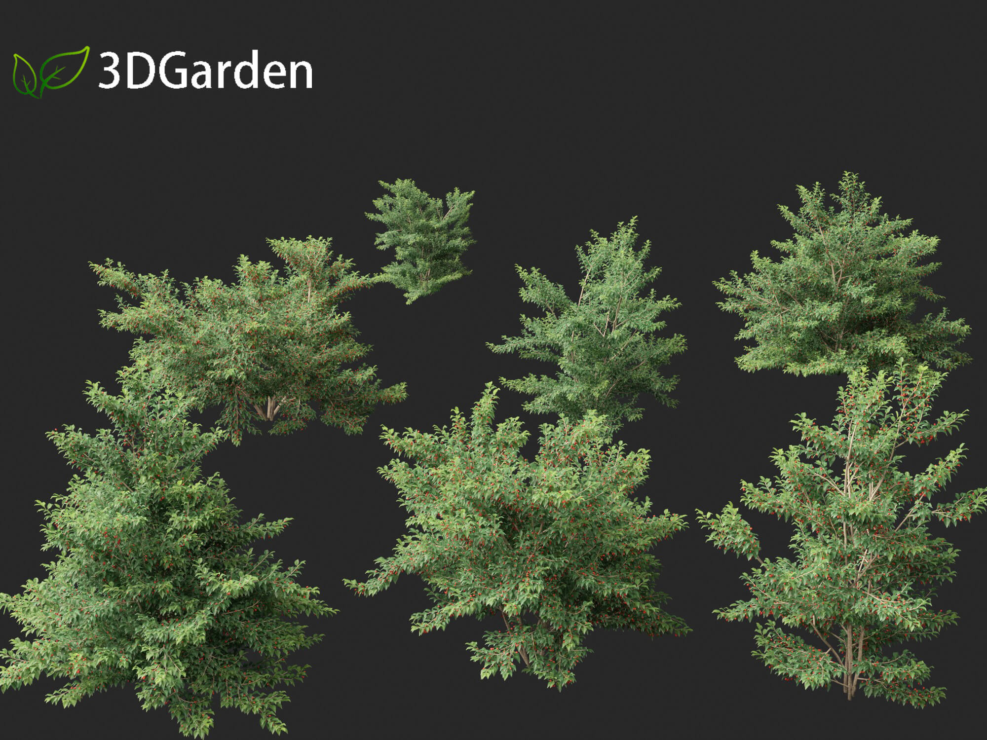Ilex Pedunculosa - Longstalk Holly 3D Model by 3dgardenplants