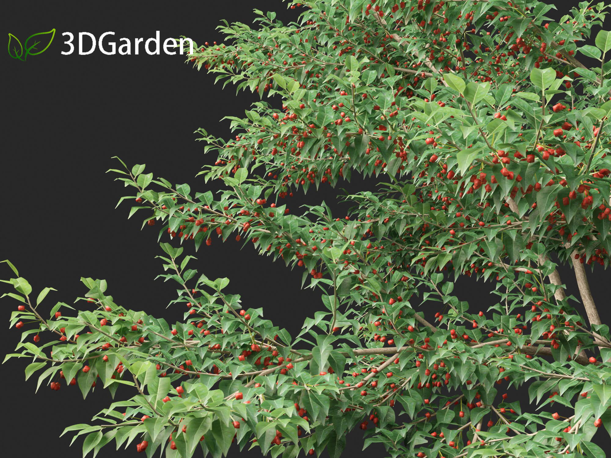 Ilex Pedunculosa - Longstalk Holly 3D Model by 3dgardenplants